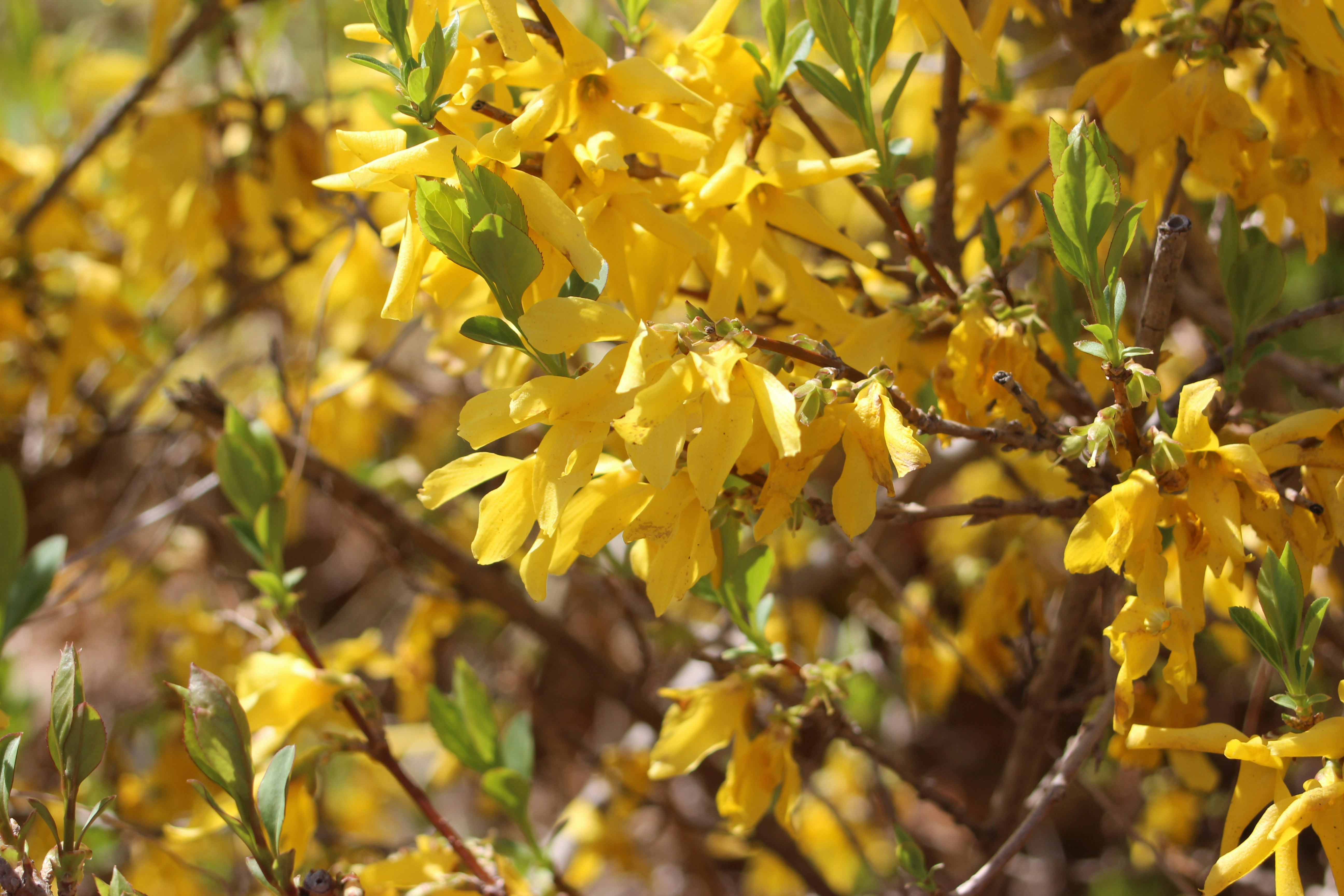 Close-up view of vibrant yellow forsythia blossoms with green leaves and brown stems creating a sun-dappled backdrop.