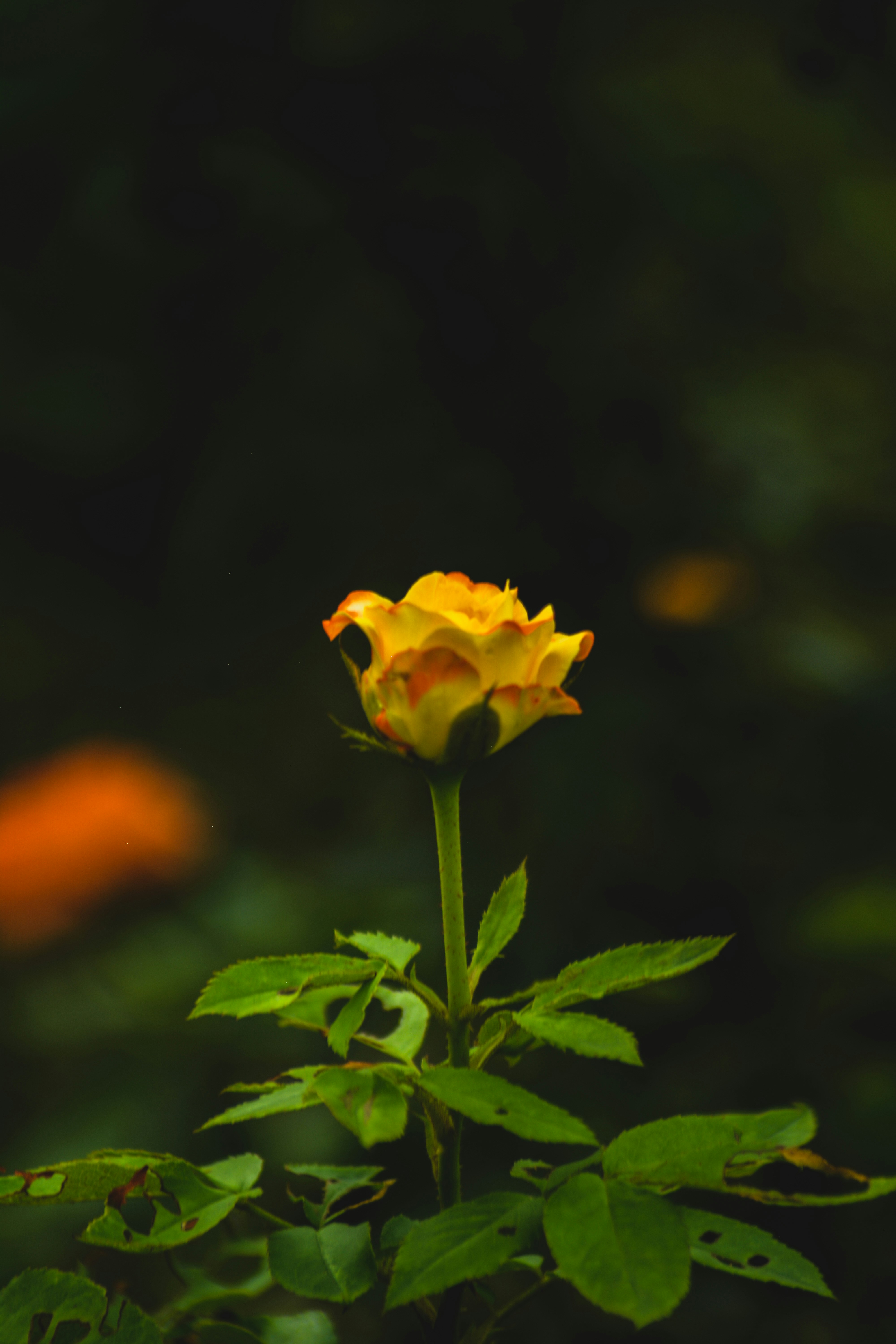 Bright yellow-orange rose stands tall against a dark background, with green leaves and a softly blurred backdrop.