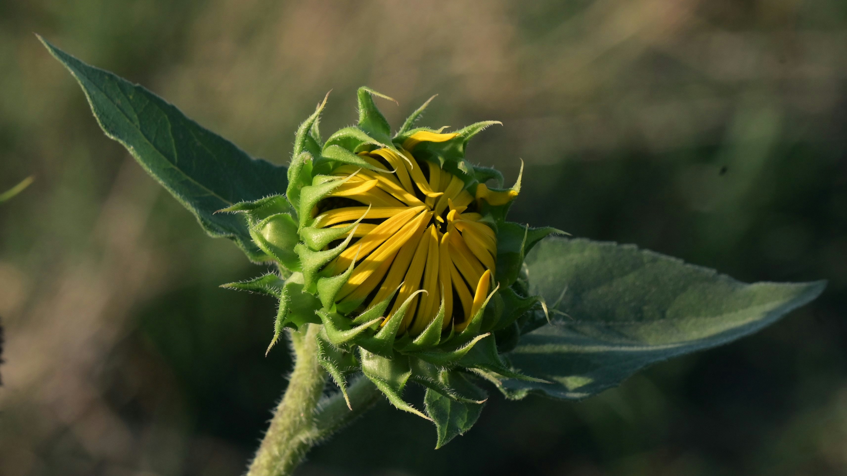 Sunlit Bud: A Close-Up of Emerging Yellow Petals