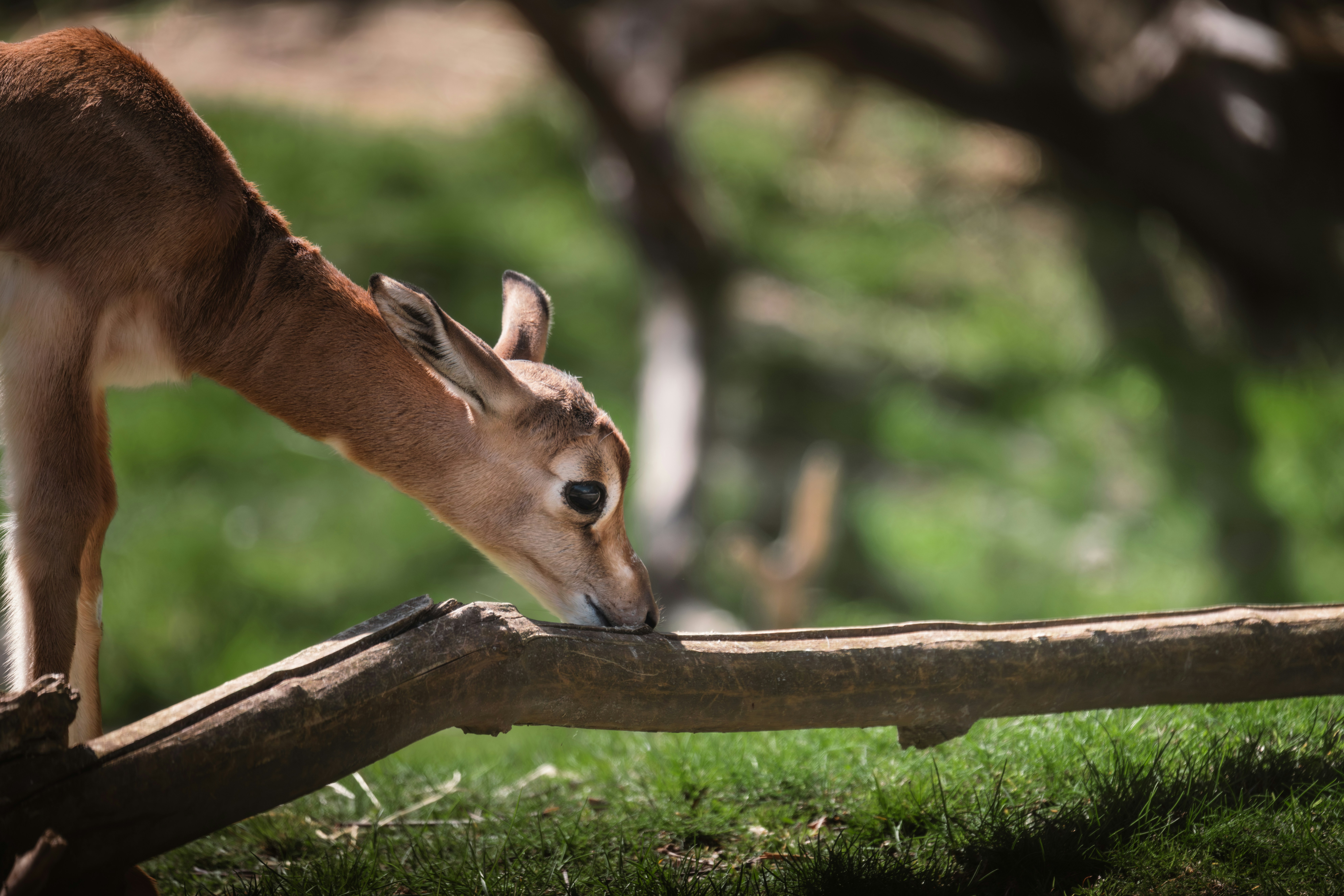 Curious Gaze: A Deer-Like Ant Nuzzles a Fallen Branch