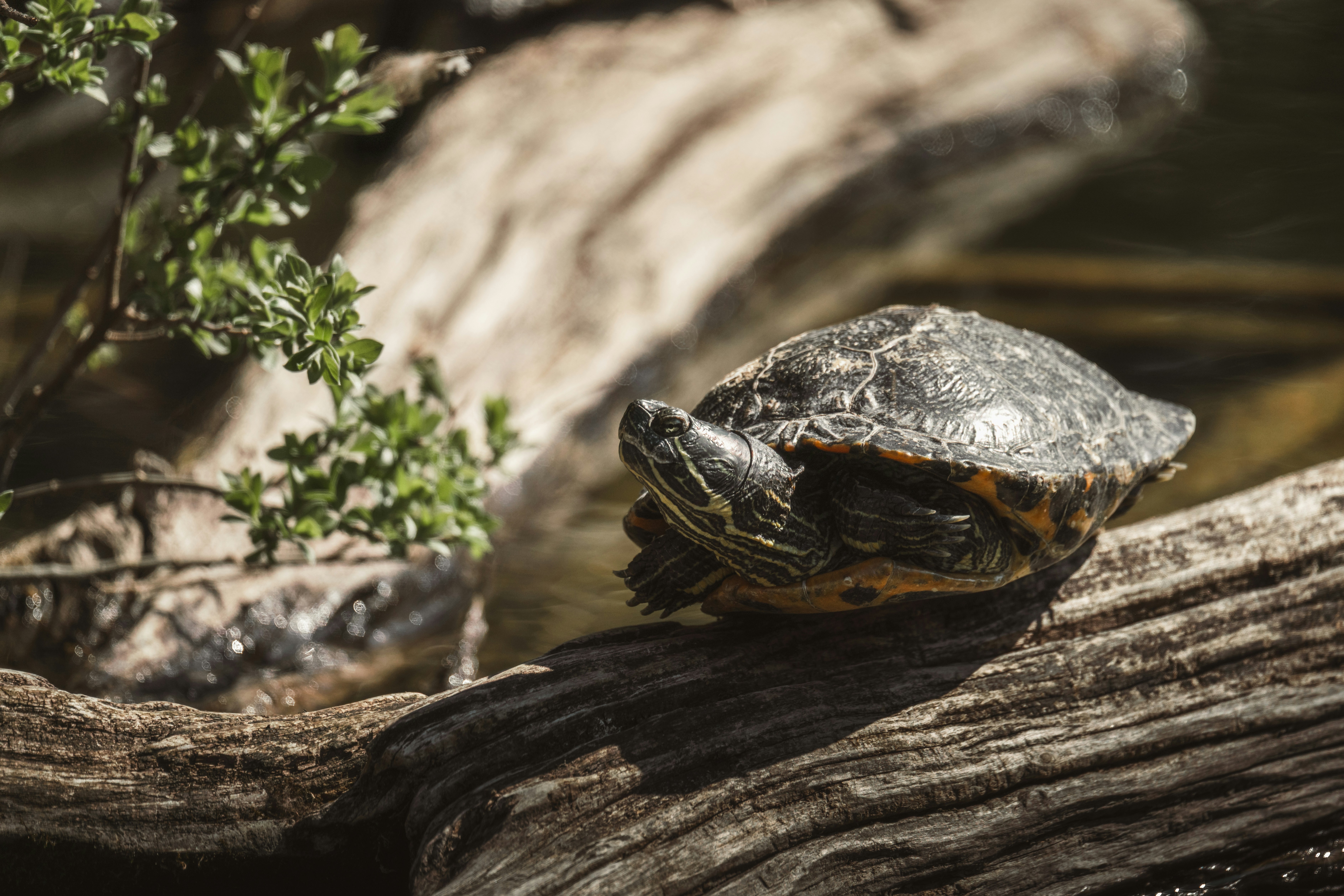 Sunlit terrapin on weathered driftwood