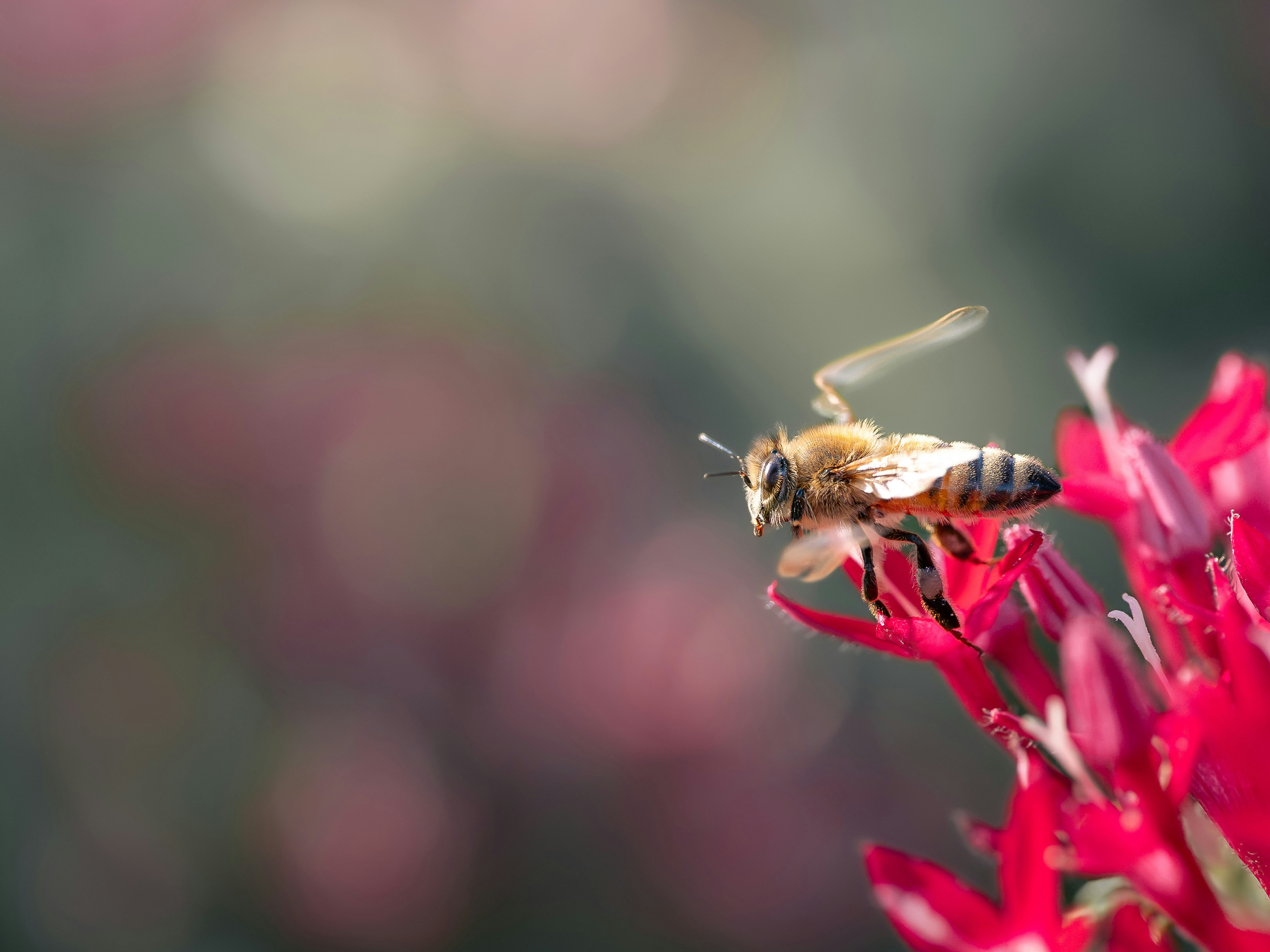 Hovering Harvest: a bee in sharp focus amid a soft floral blur