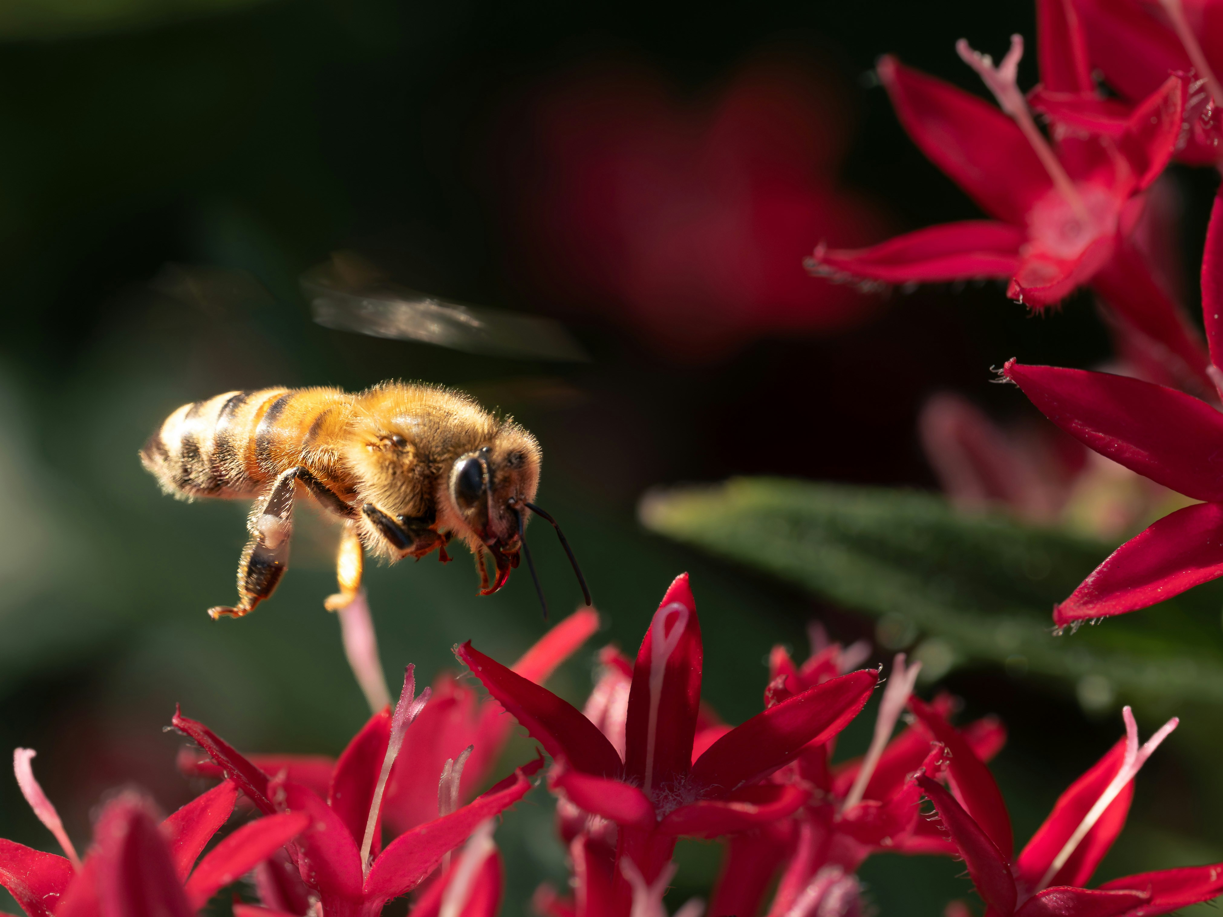 Honey bees and bumblebees feeding on colorful flowers, collecting nectar and pollen, hovering in flight, and moving between blossoms in a natural garden environment.