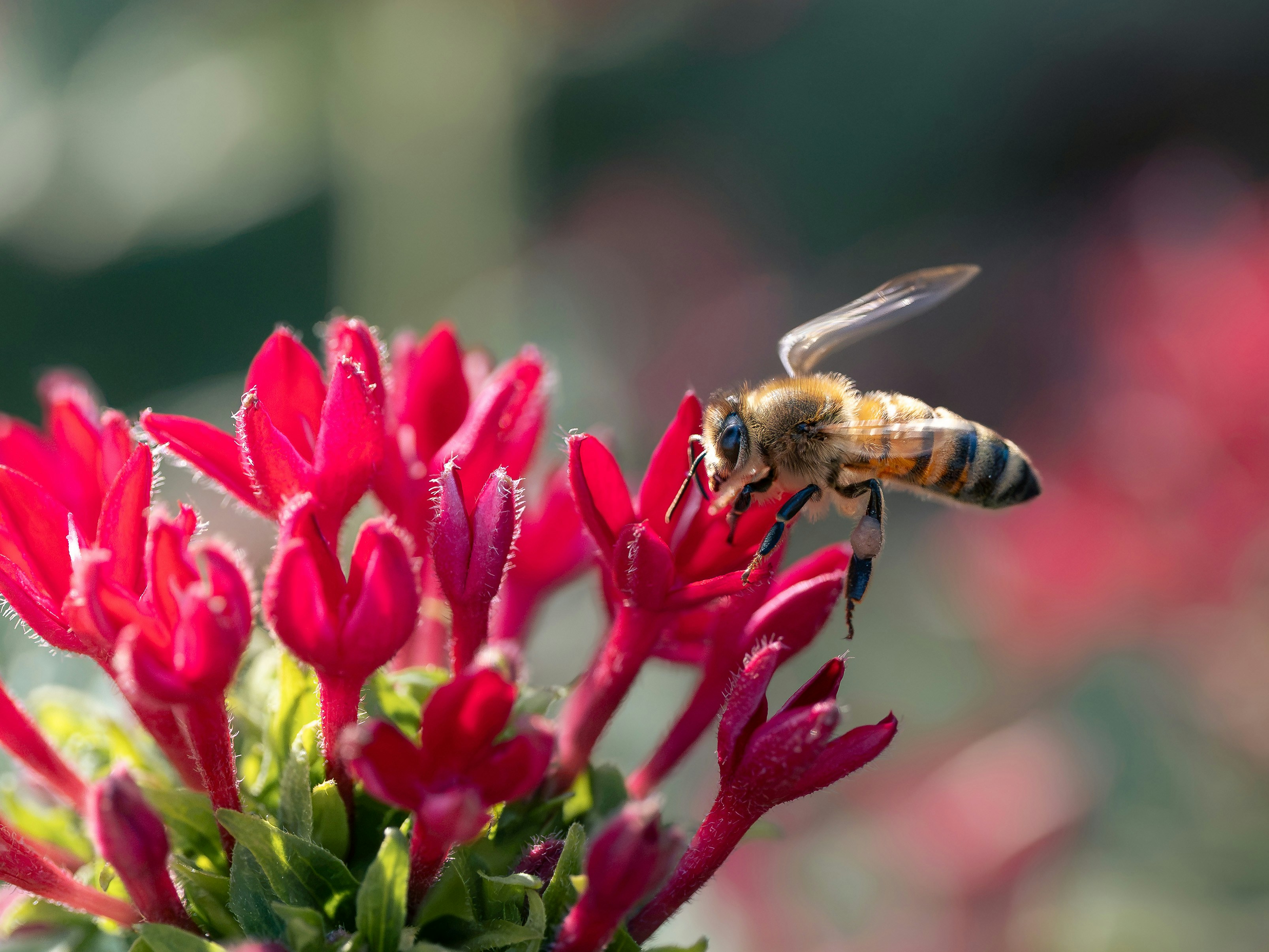 Buzzing in Scarlet: A Honeybee Adrift Among Crimson Blooms