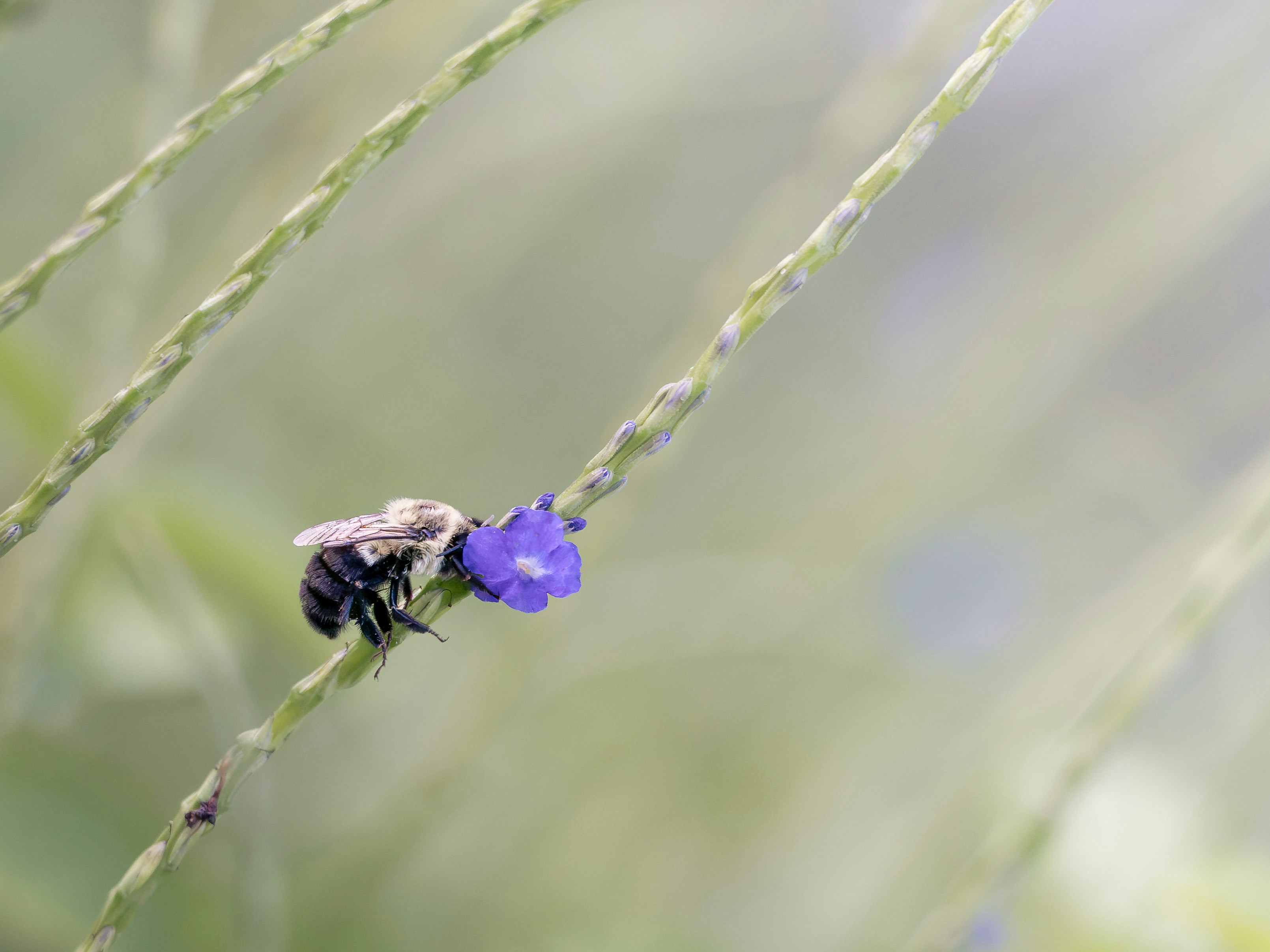Honey bees and bumblebees feeding on colorful flowers, collecting nectar and pollen, hovering in flight, and moving between blossoms in a natural garden environment.