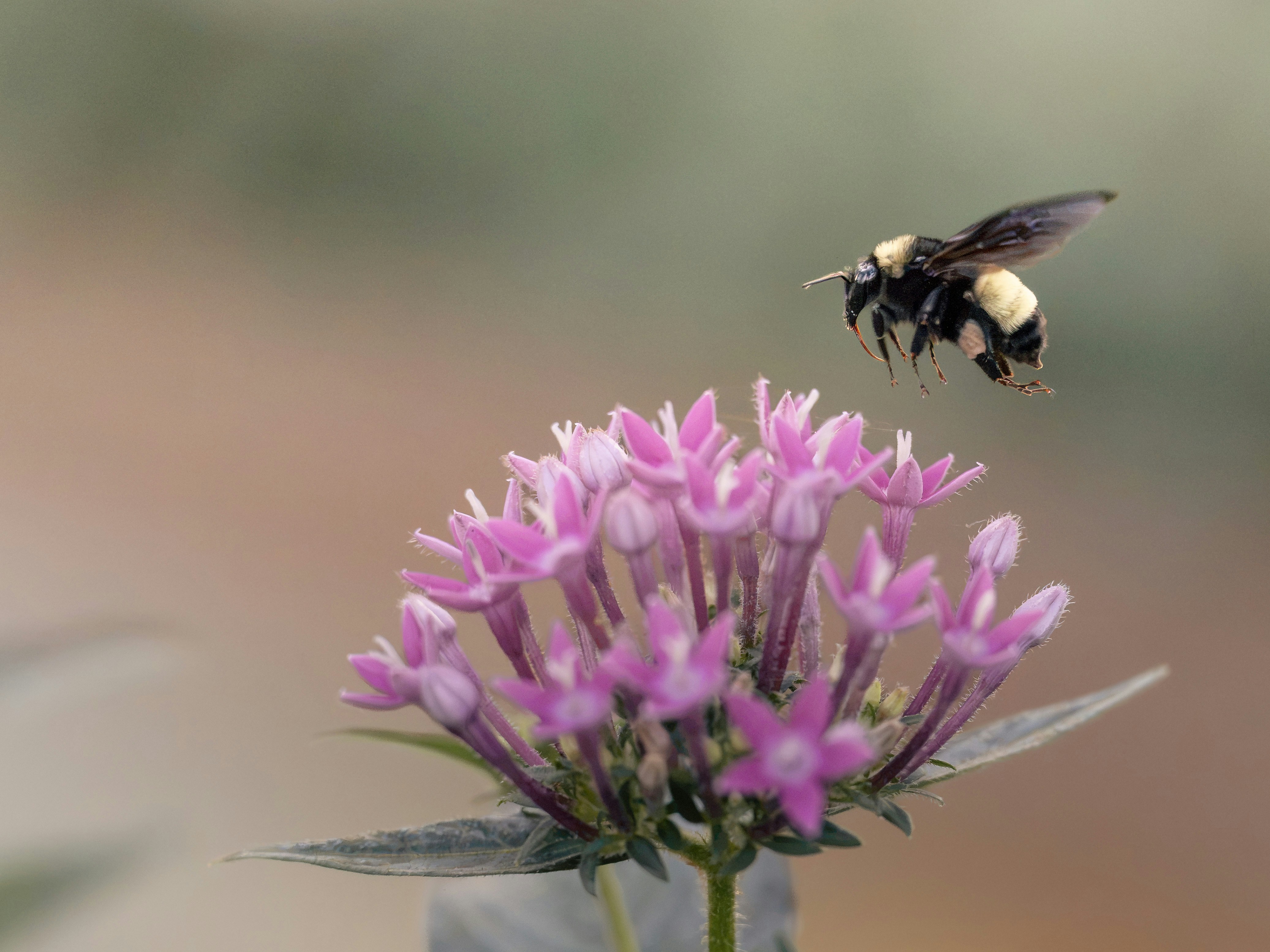 Hovering Speaker: A Bee Darts Over a Violet Corona