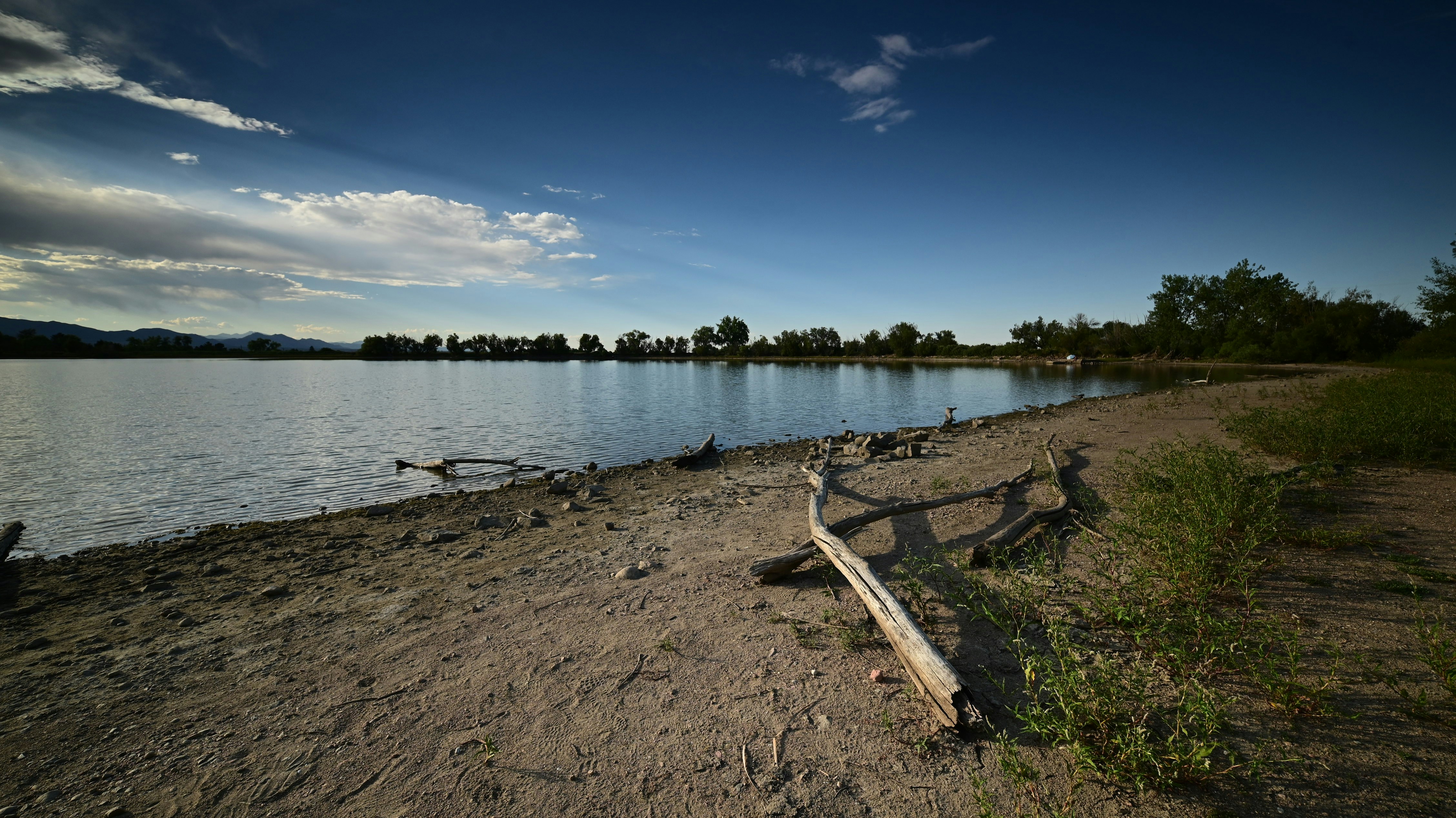 Driftwood Whispered shore: a sunlit lakeside at low tide