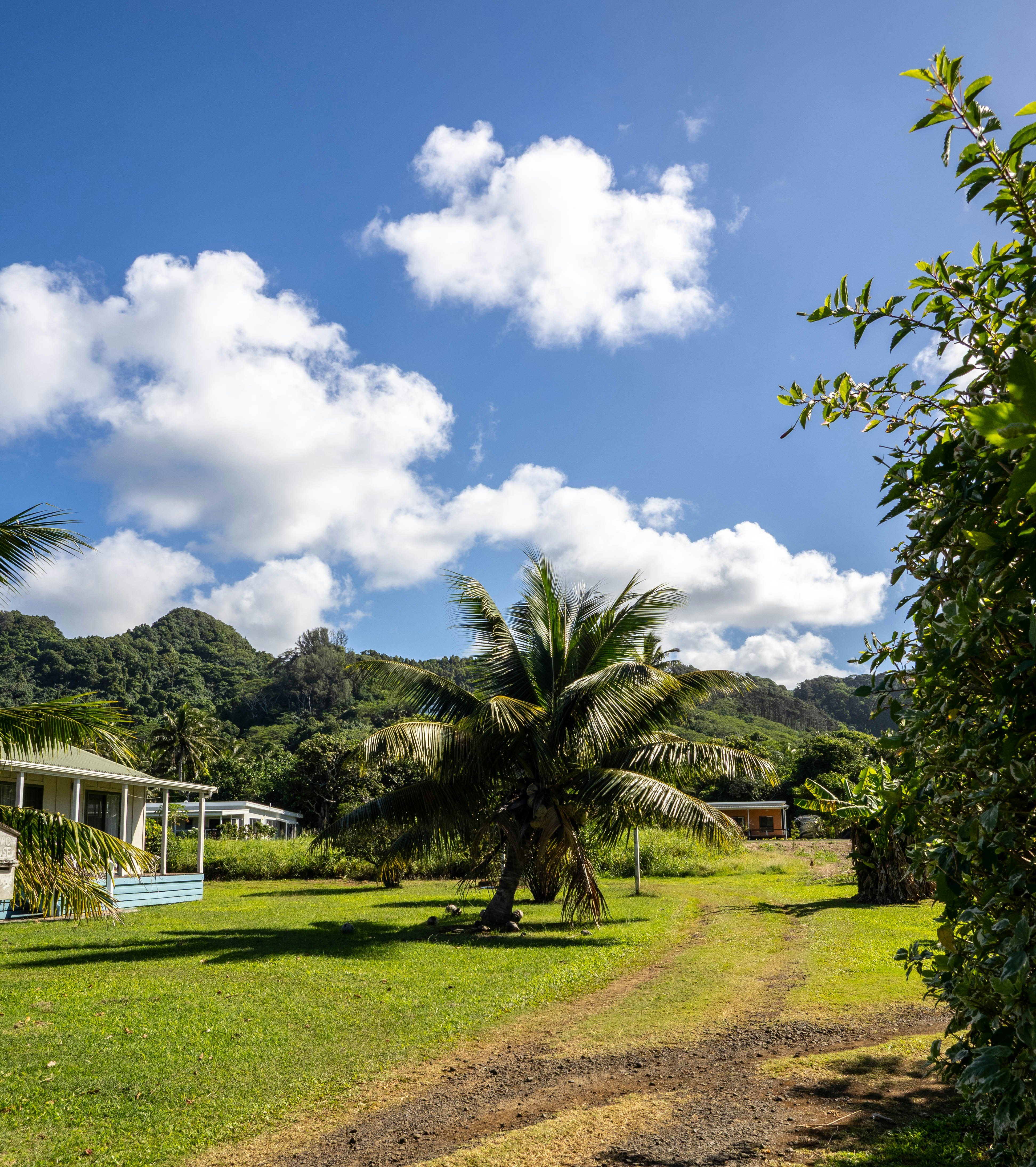 Sunlit Oasis: Palm Trees, Grass, and Blue Sky under Rolling Hills