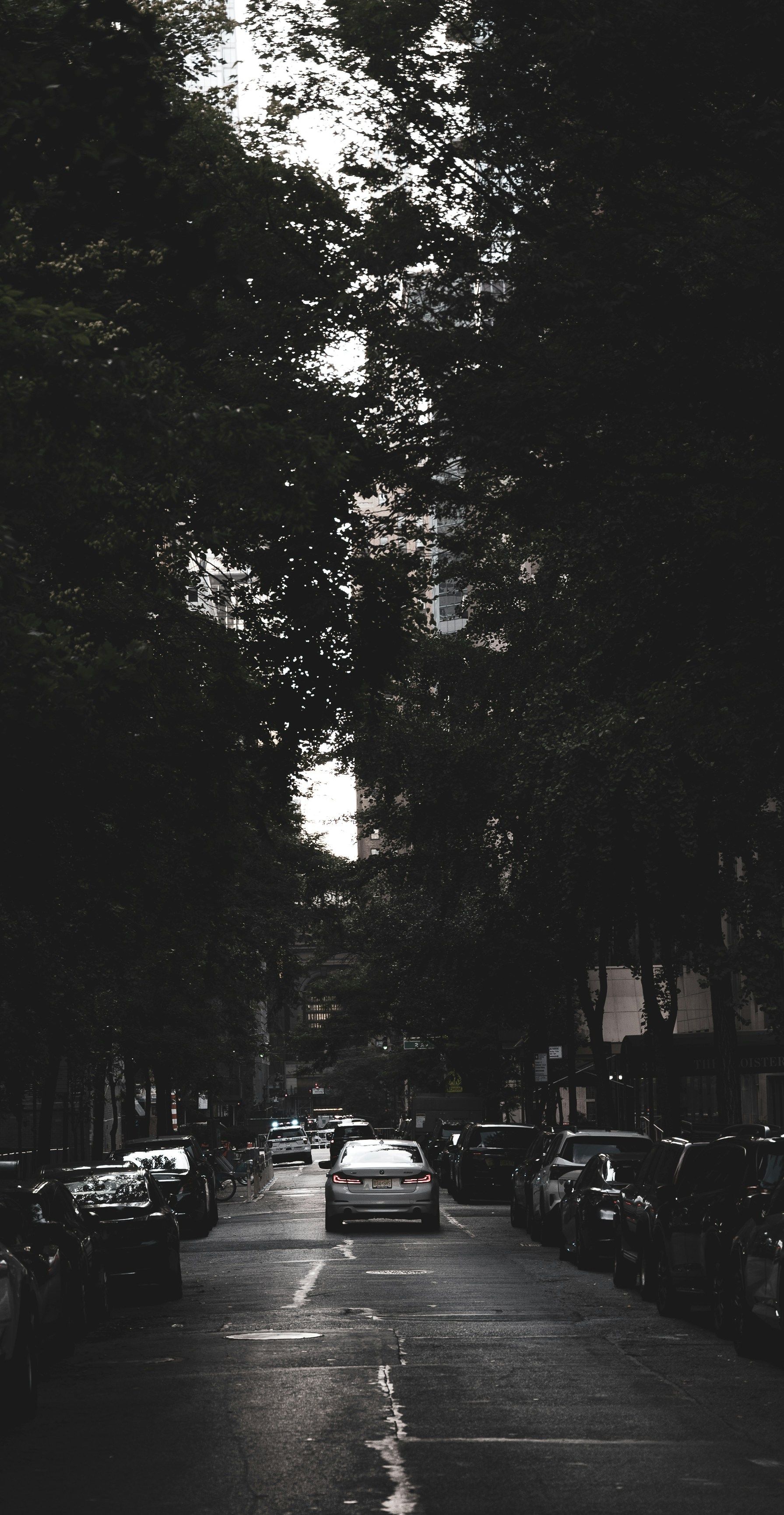 Midstreet Convergence: A Car Silhouette Under Urban Canopy