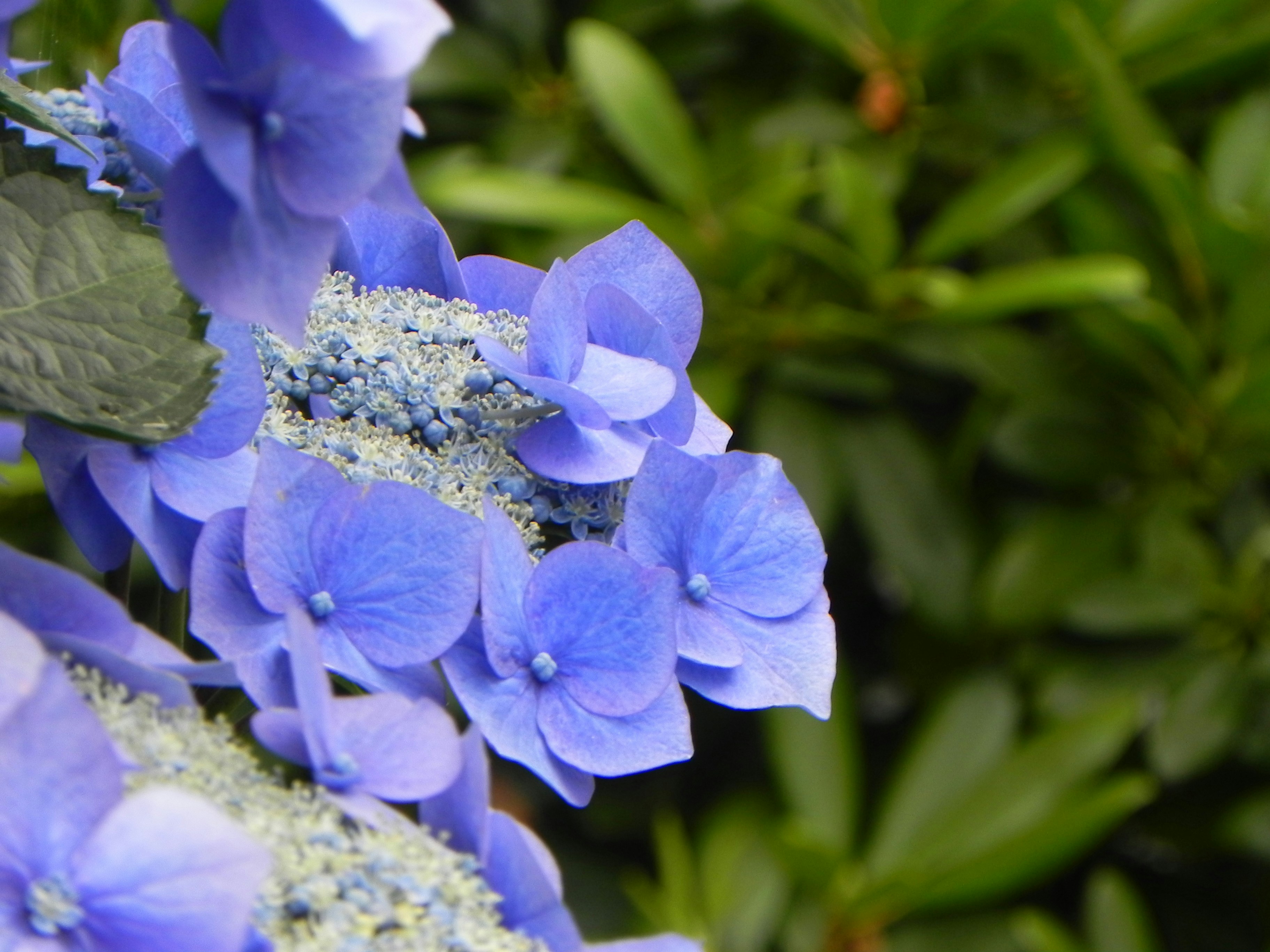 Blue hydrangea blossoms with dew-like centers fill the frame, set against a soft green garden background.