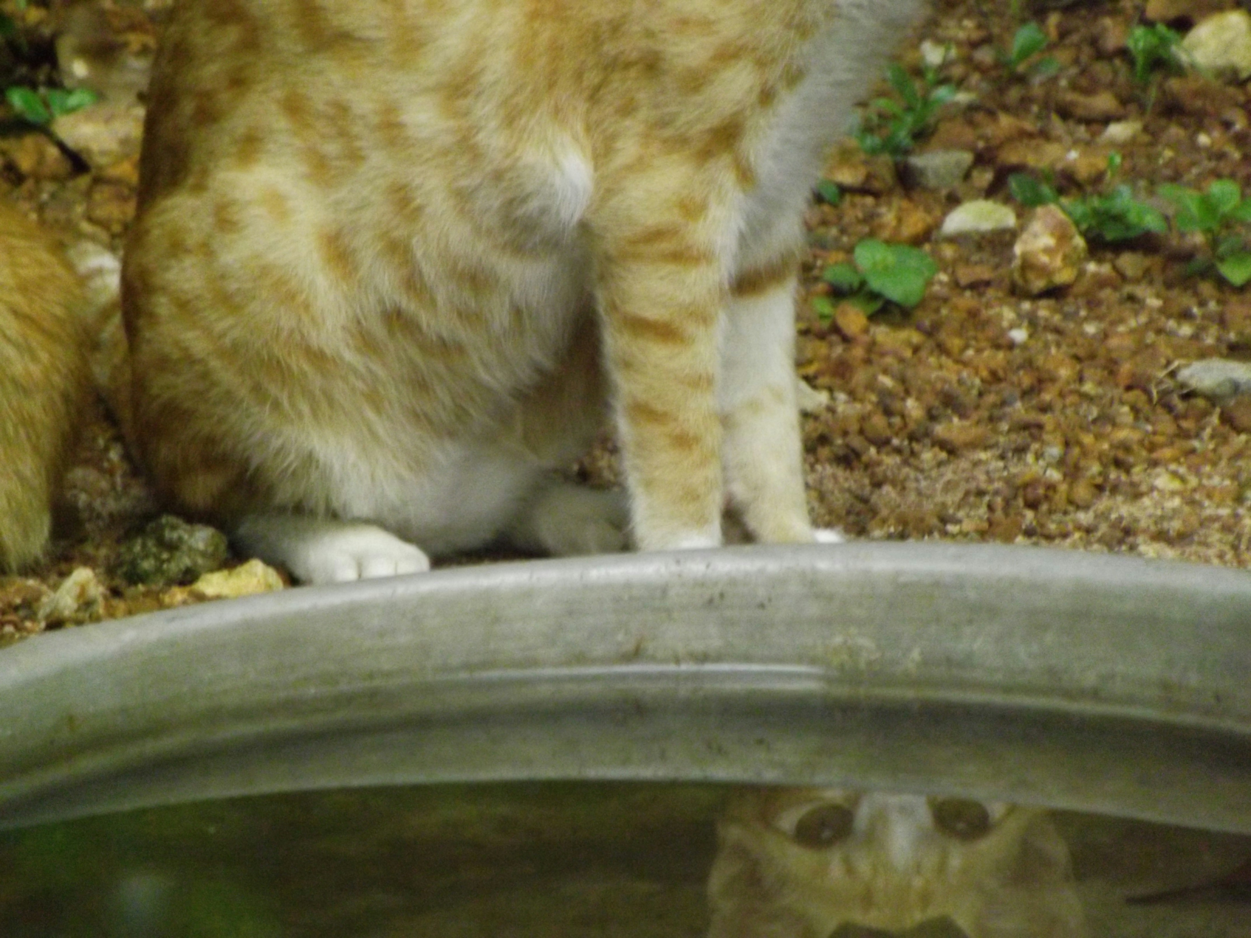 Reflected Gaze: Cat at the Edge of the Water Bowl