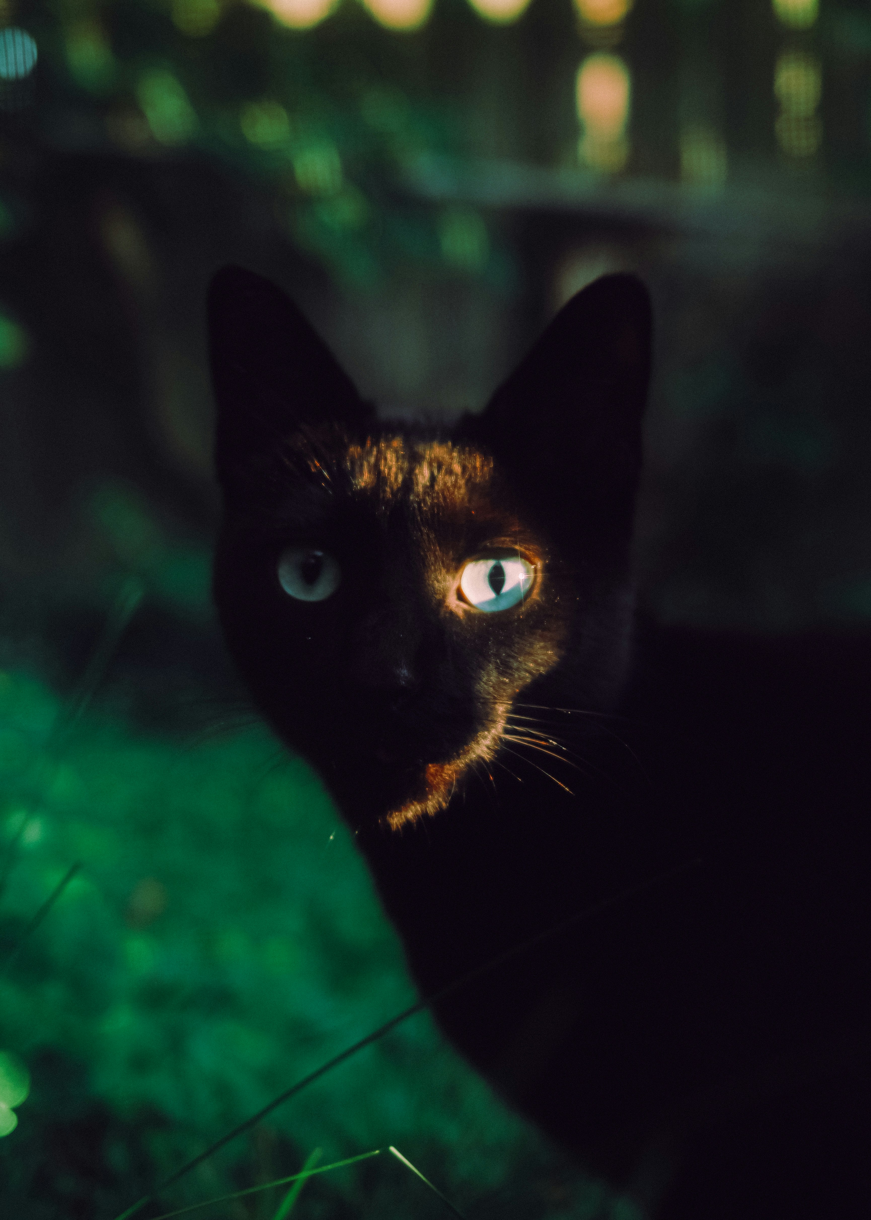 Emerald Night Gaze: A Black Cat in the Dim Garden