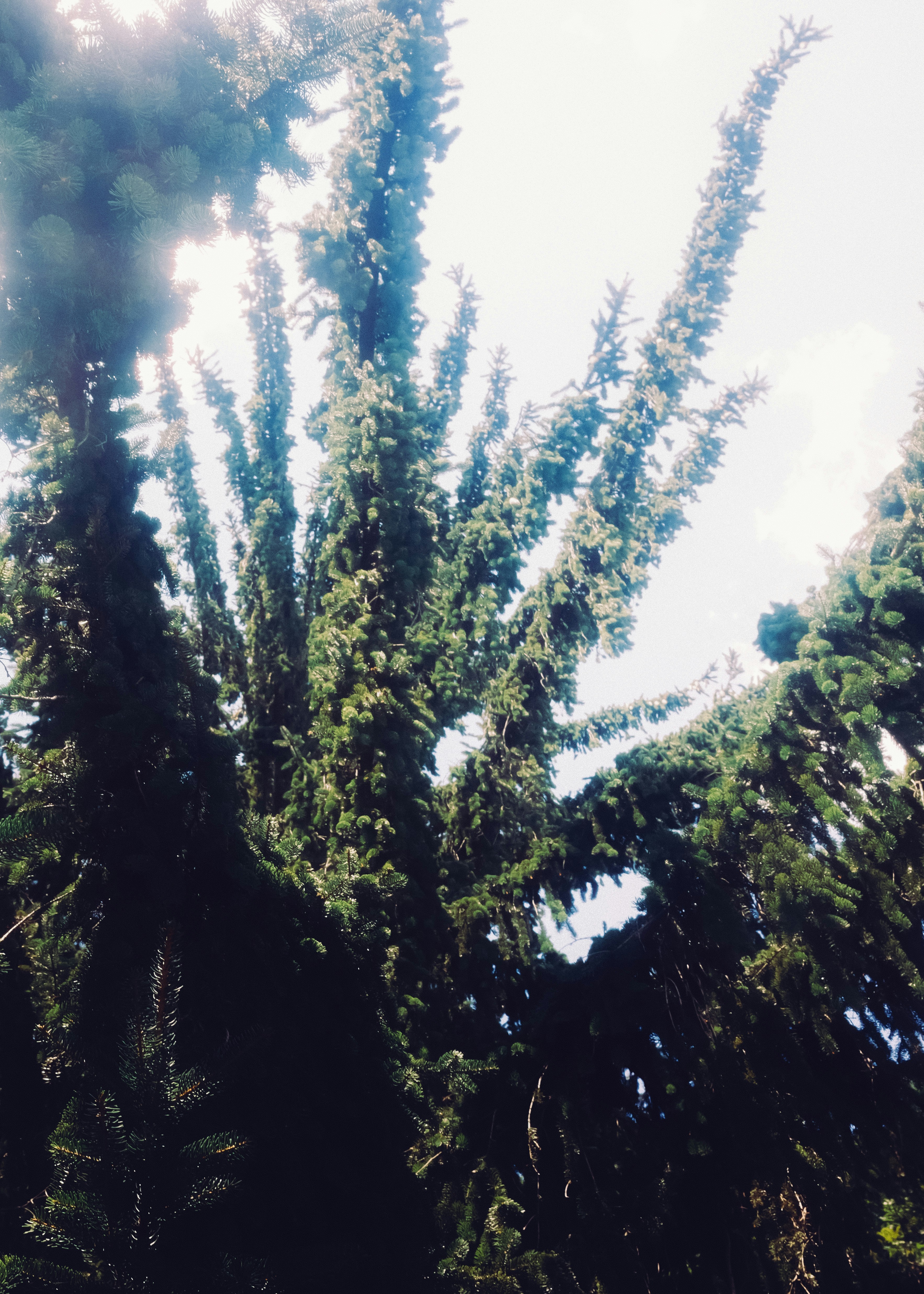 Skyward Pines: Sunlit Conifers Reaching Through the Canopy