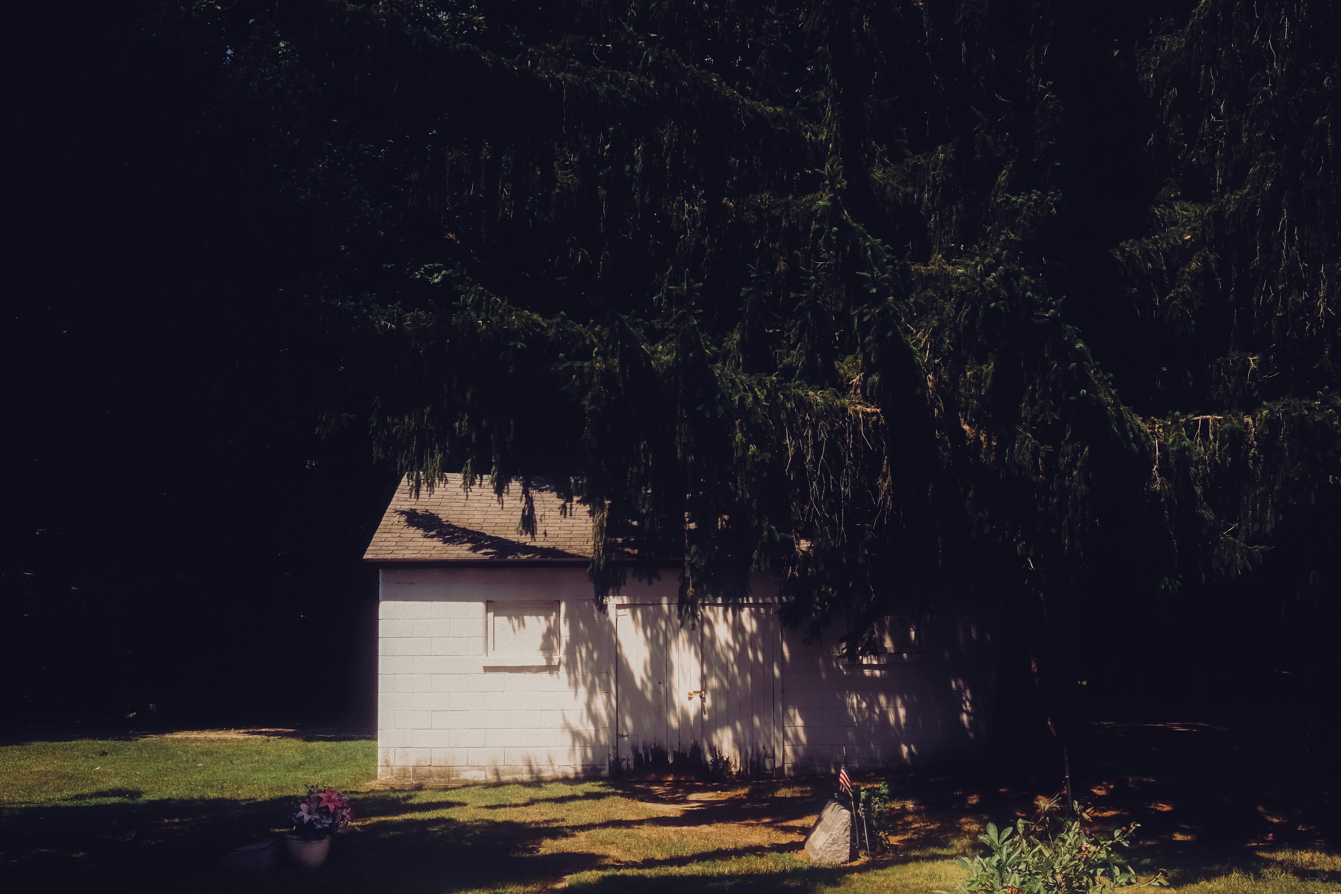 Sunlit Shed Beneath a Wall of Pines