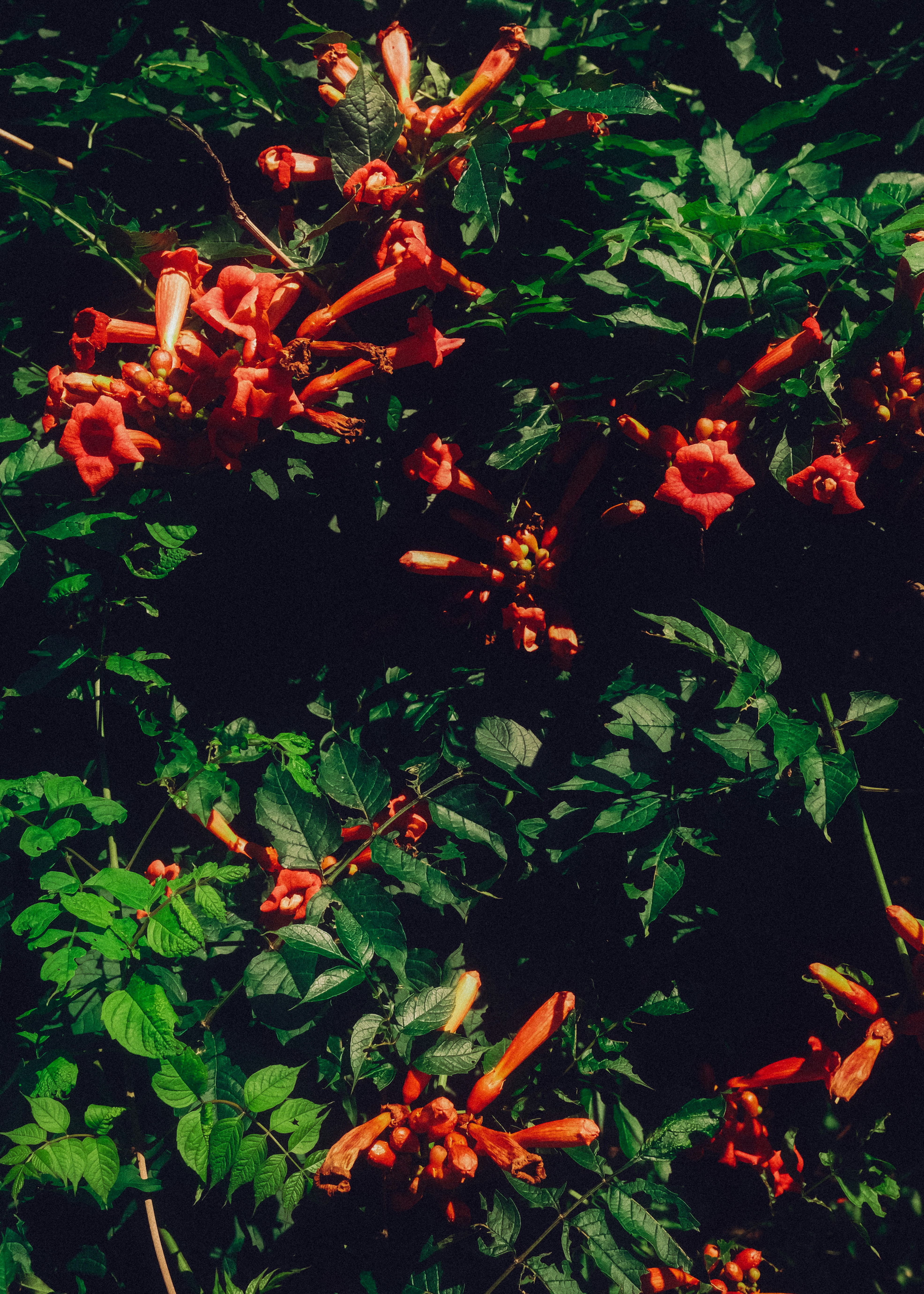 Crimson Buds Amid Dense Greenery in Dappled Light