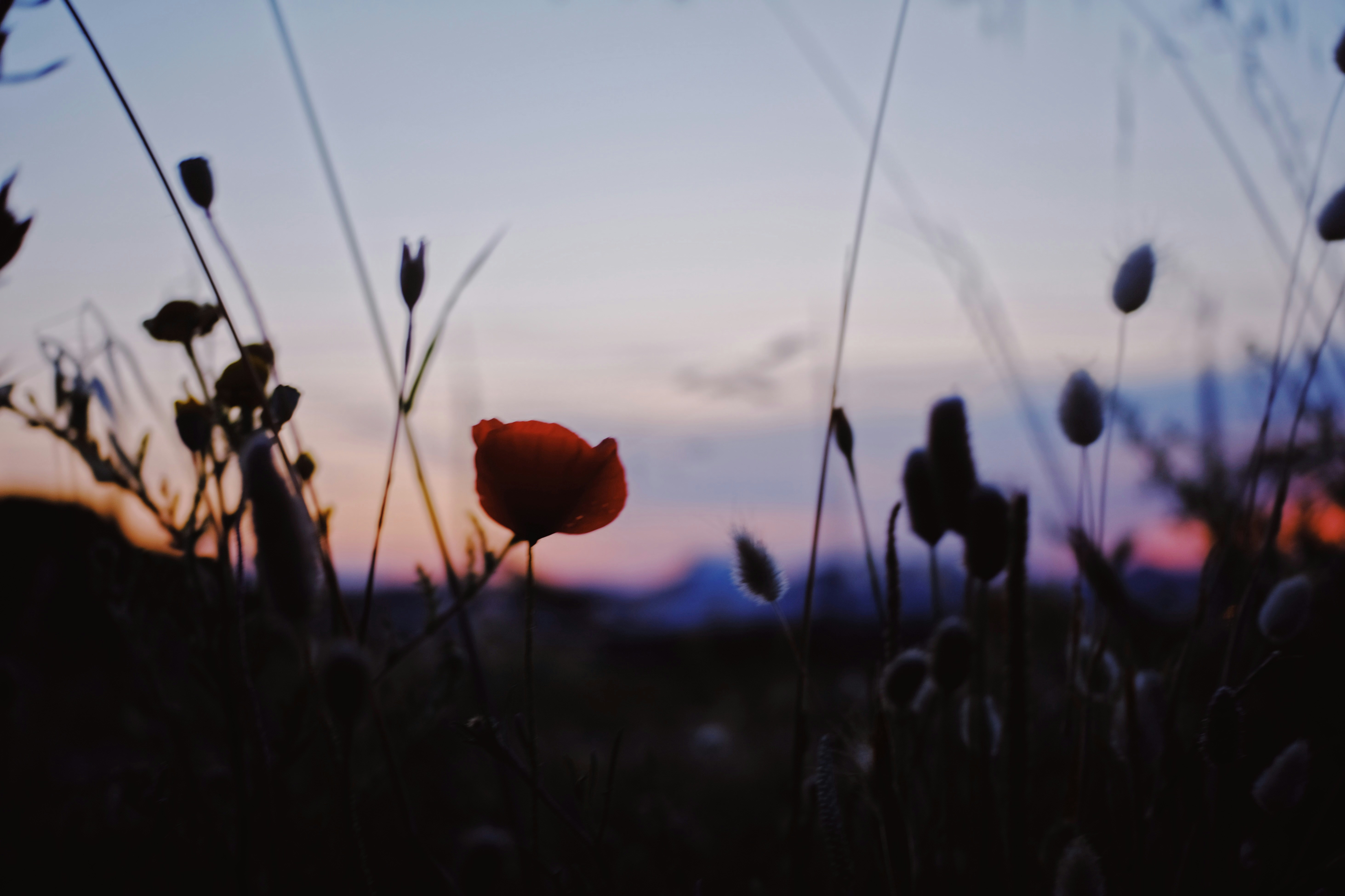 Single Poppy in Twilight: A Quiet Field of Silhouettes