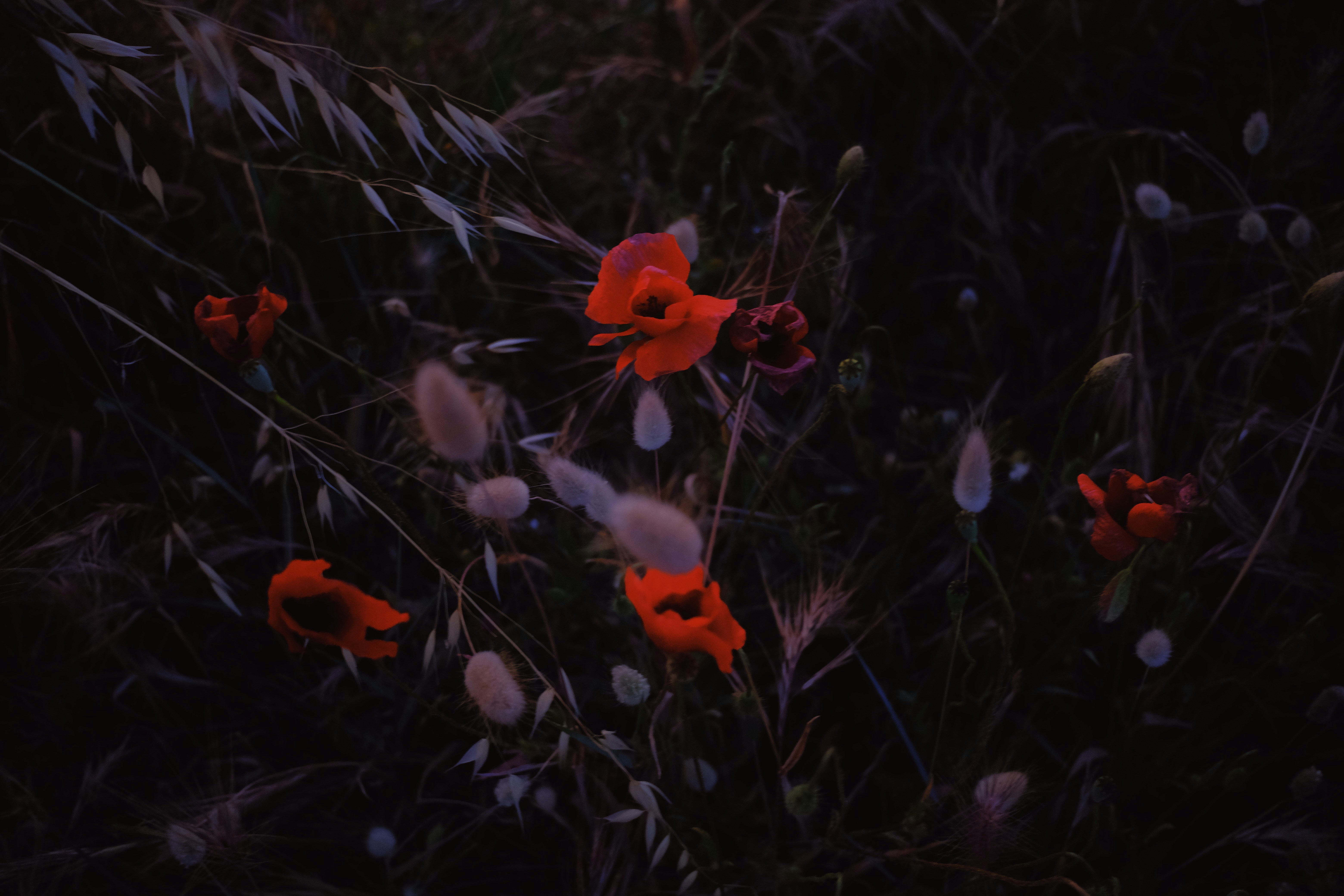 Red Petals in Shadow: Subtle Glow in a Night Garden