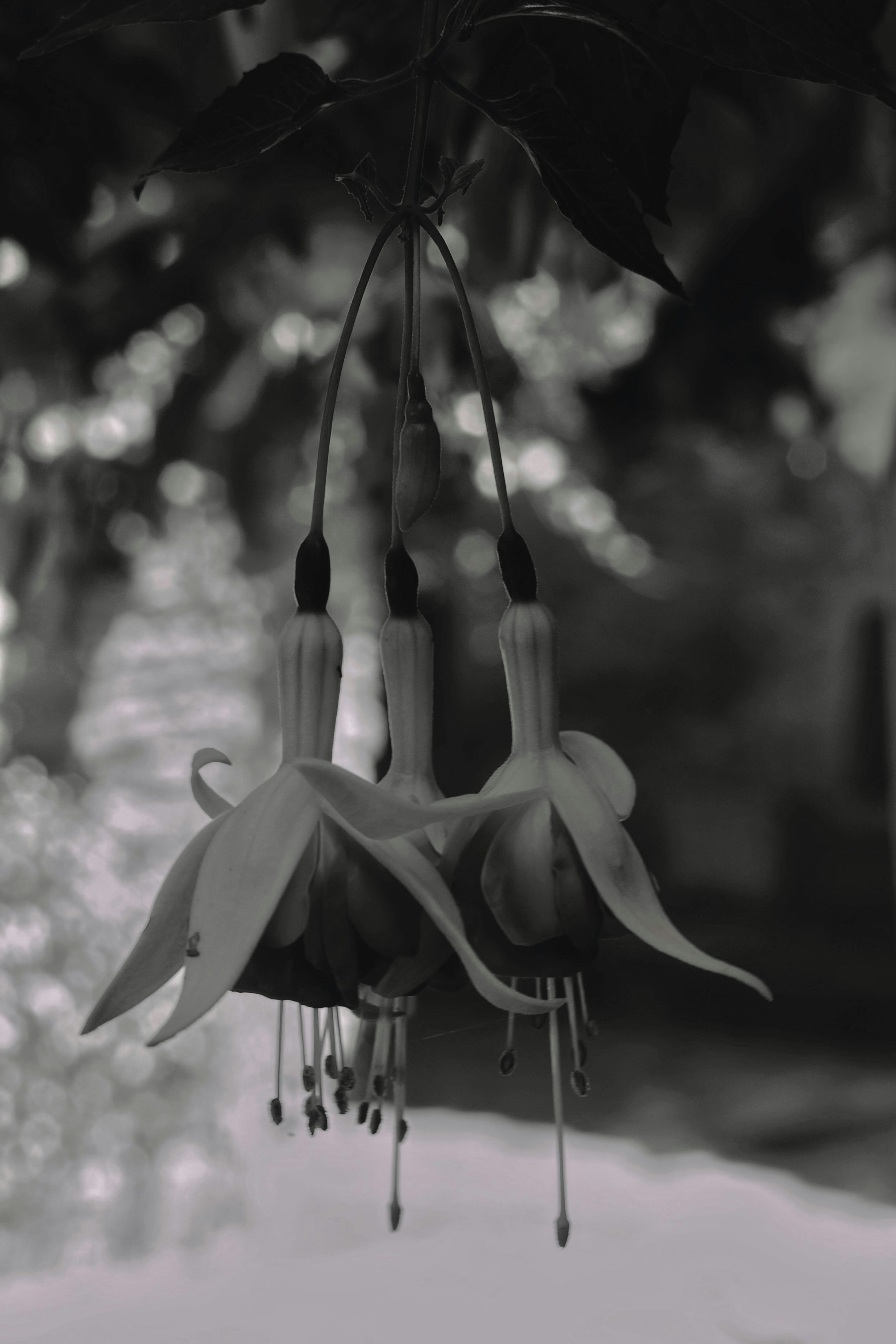 Monochrome close-up of delicate pendant flowers hanging downward, with a blurred natural background and subtle backlight.