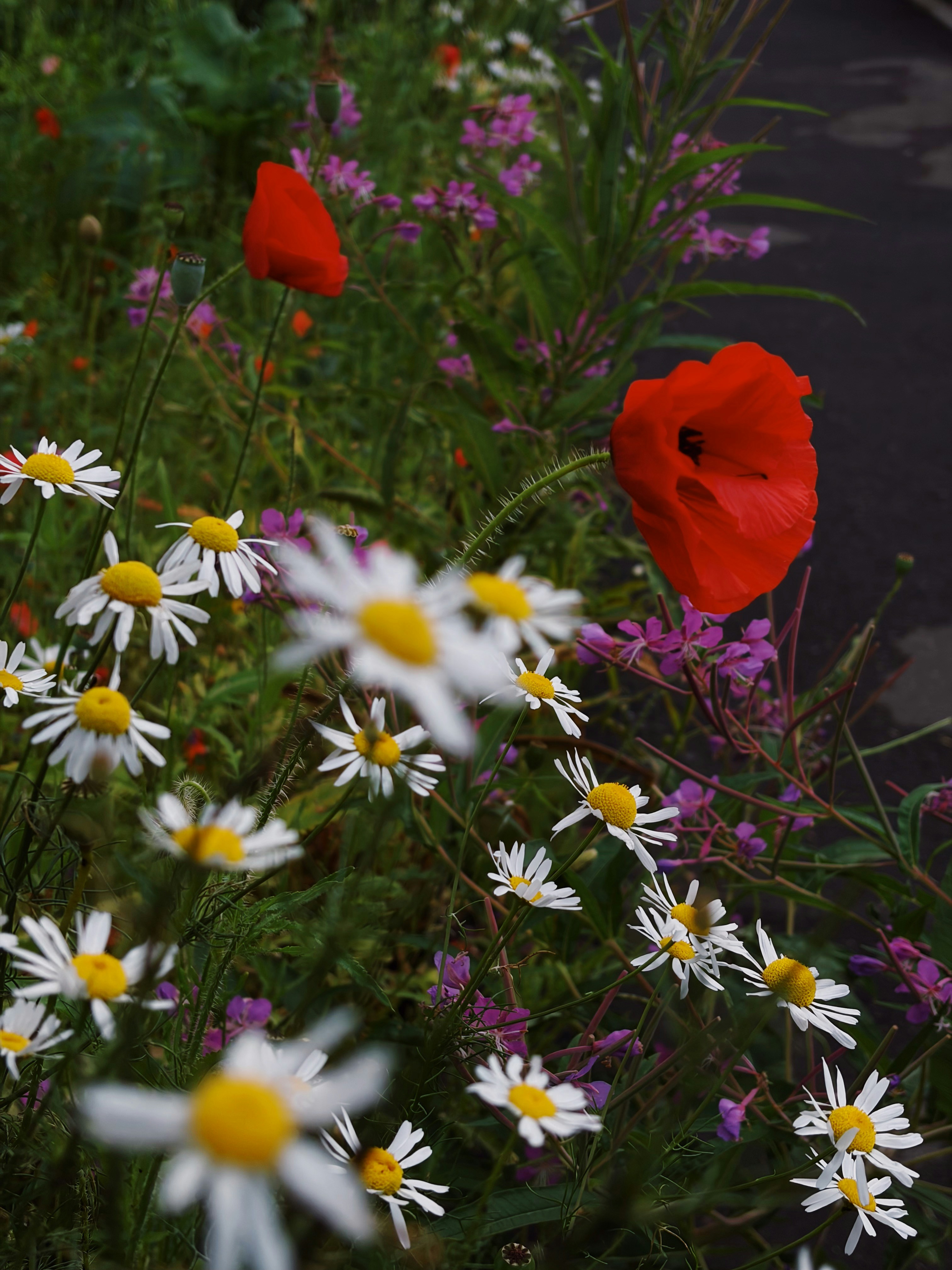 Crimson Poppies Among White Daisies in a Garden Bed