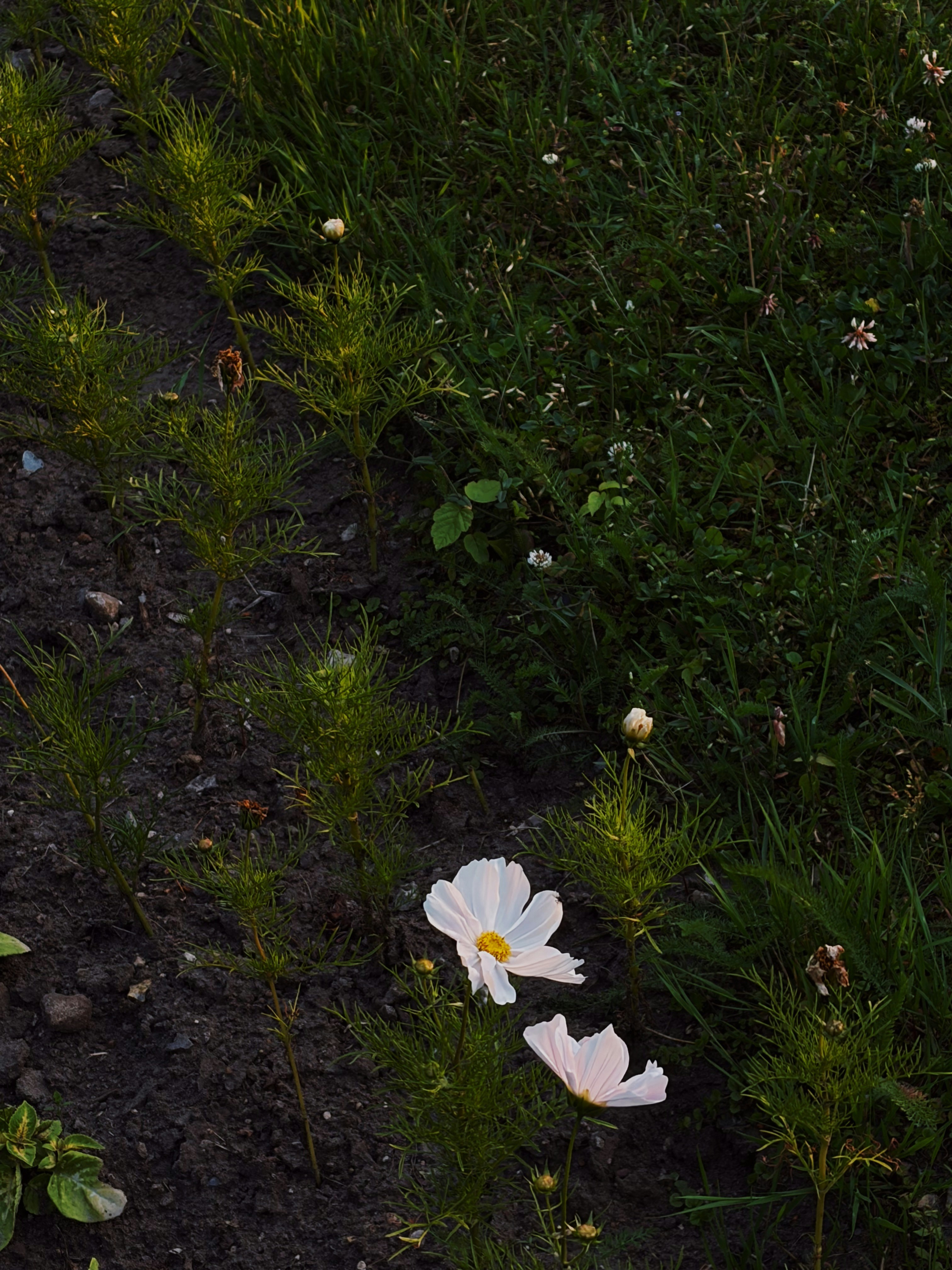 Petaled Cashmere: White Cosmos Among Dark Soil