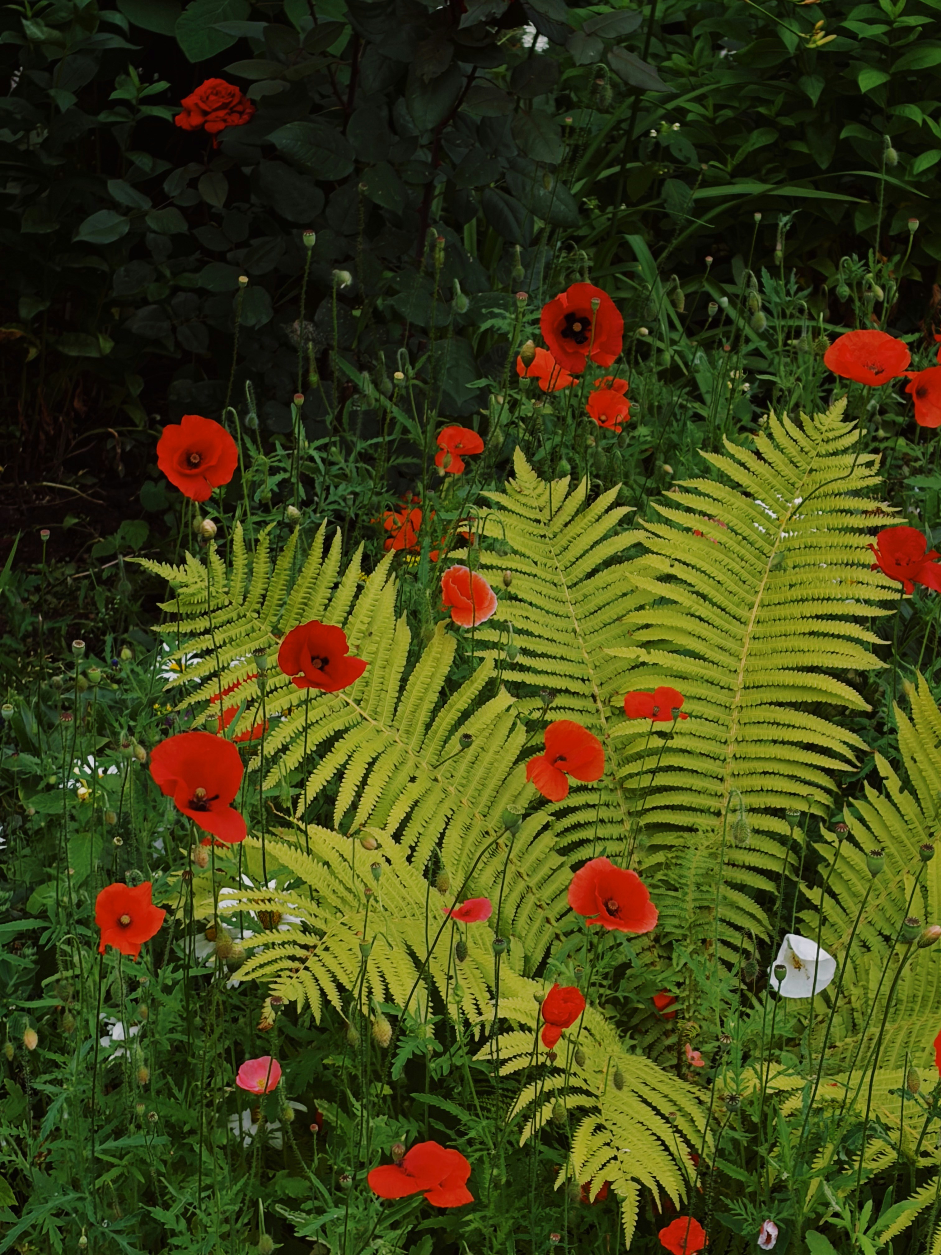 Sunlit Ferns and Red Poppies: A Quiet Garden Wake