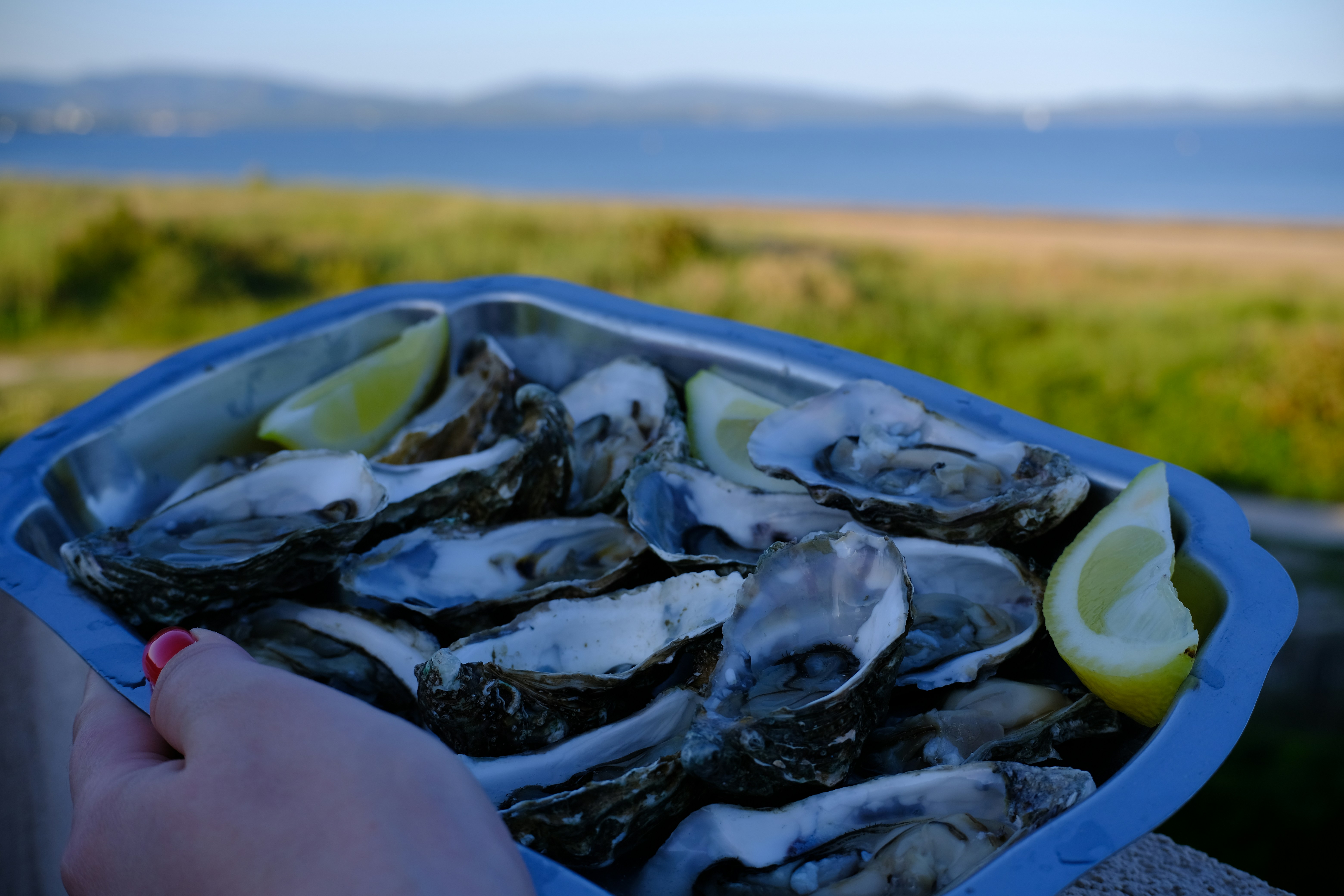 A handheld platter of fresh oysters on ice with lime wedges against a coastal backdrop, emphasizing seafood freshness.