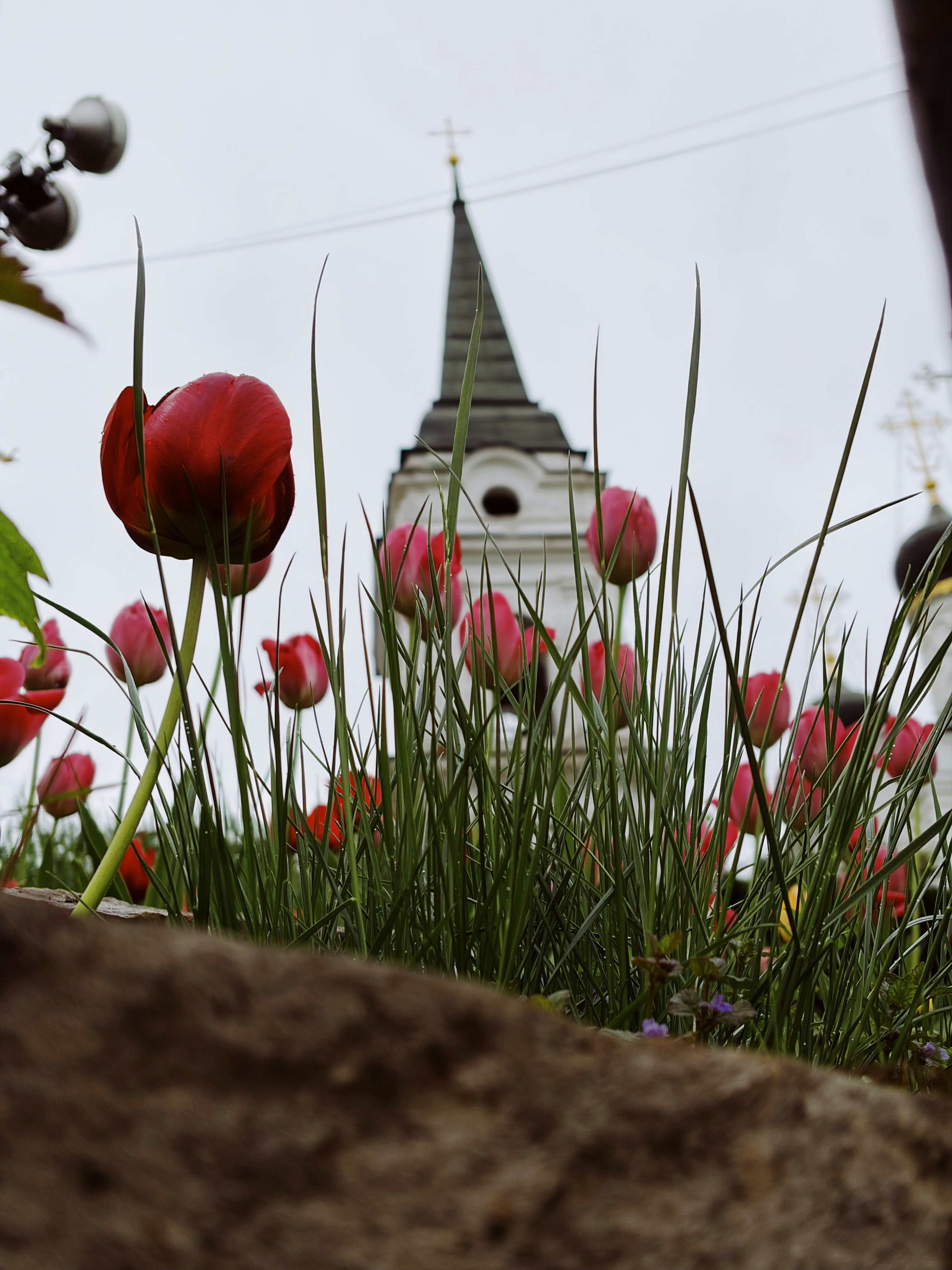 Tulip Field photo shot on Apple iPhone 17