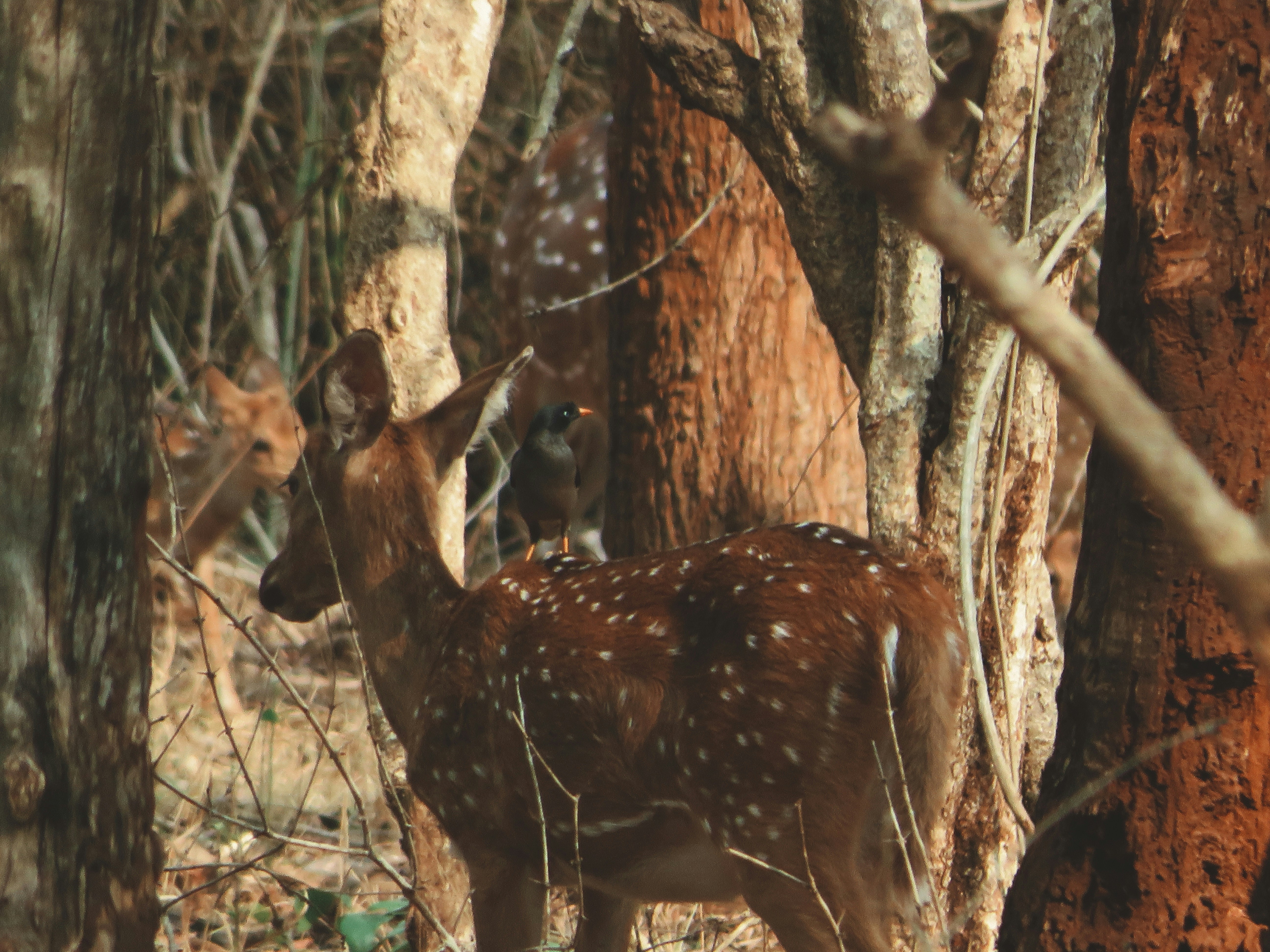 Hidden Antlers: A Fawn-Dappled Moment in the Pines