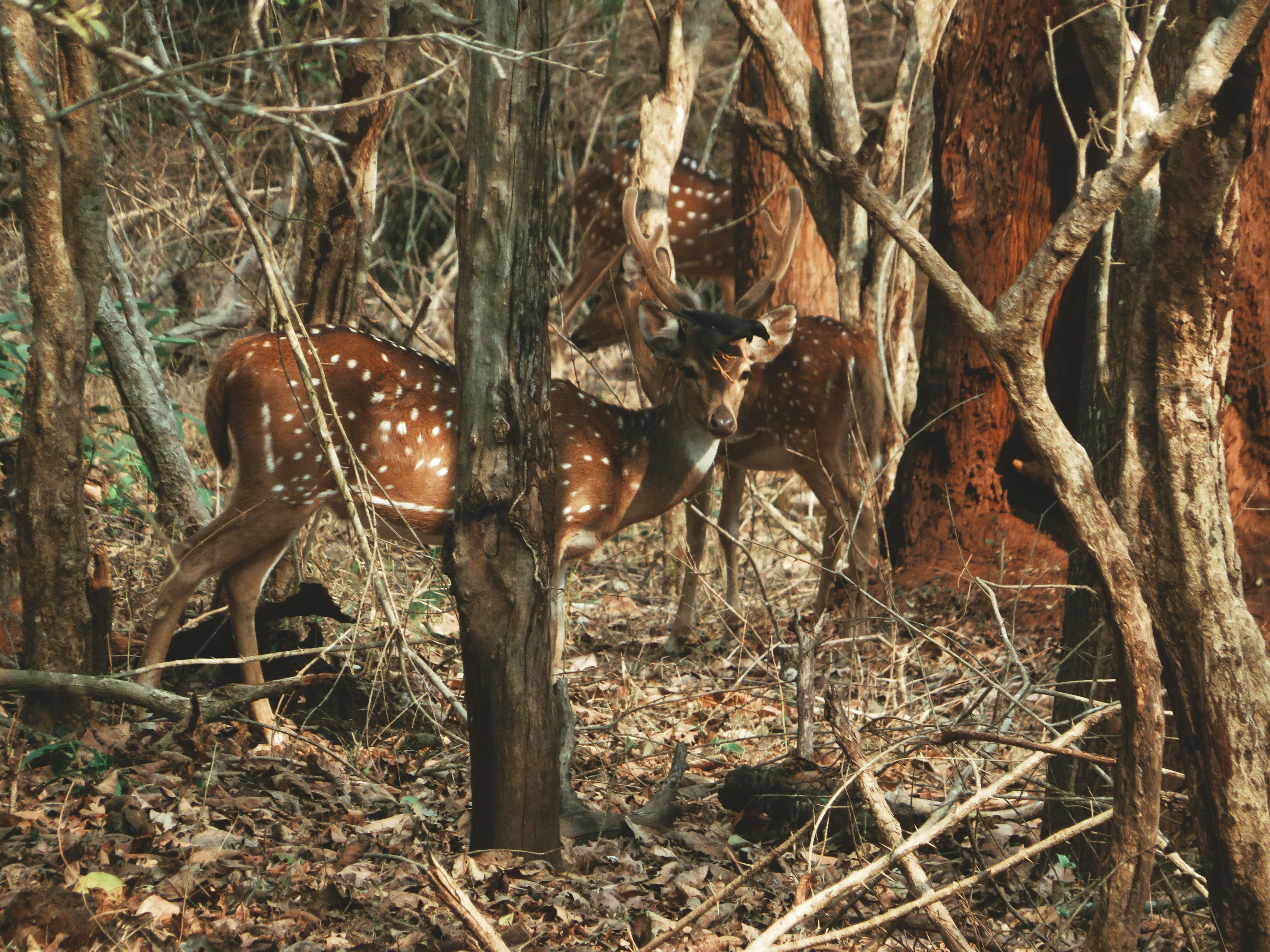 Stag among the Branches: a Quiet Forest Breaks the Light