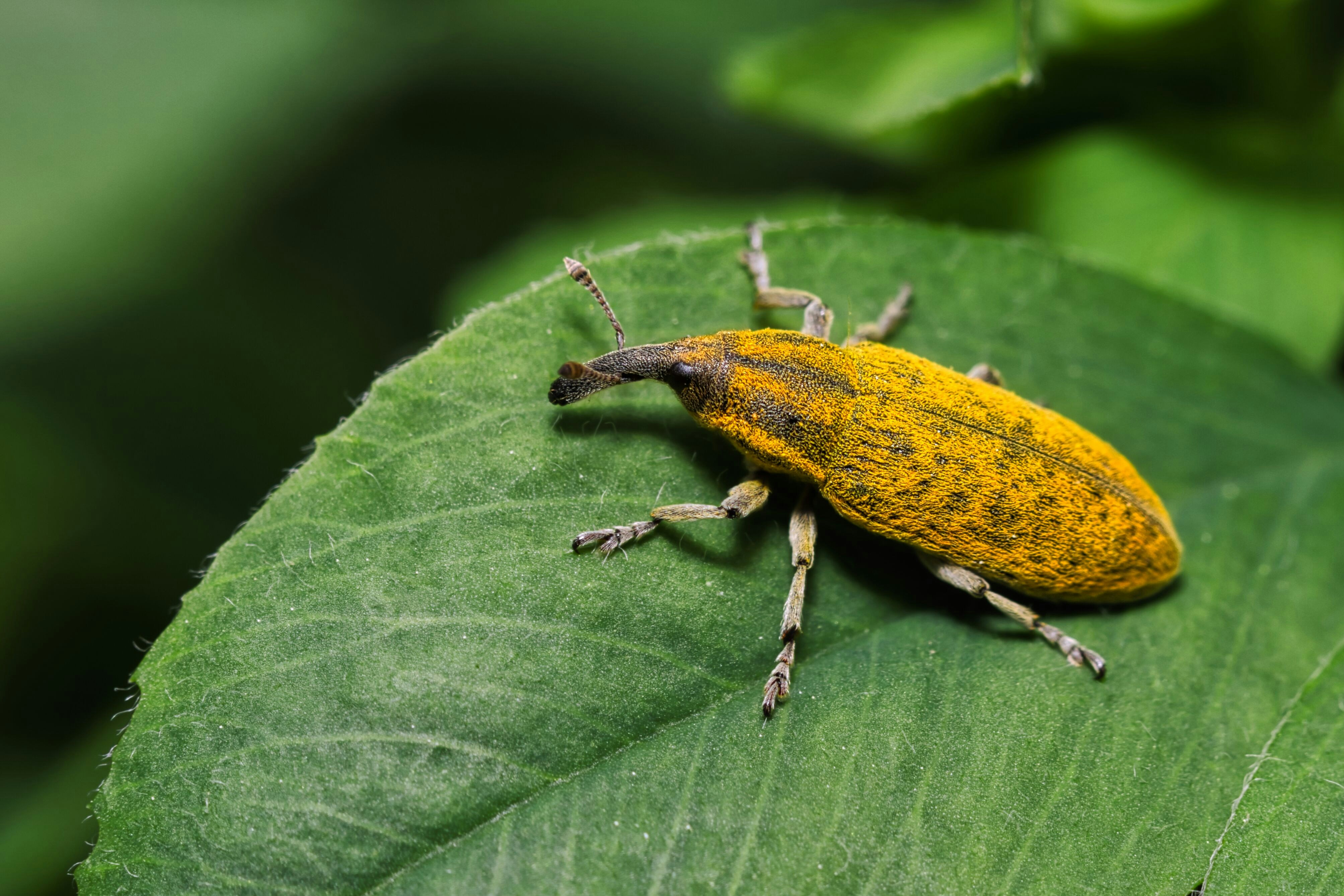 Golden Ash Weevil on a Velvet Green Leaf