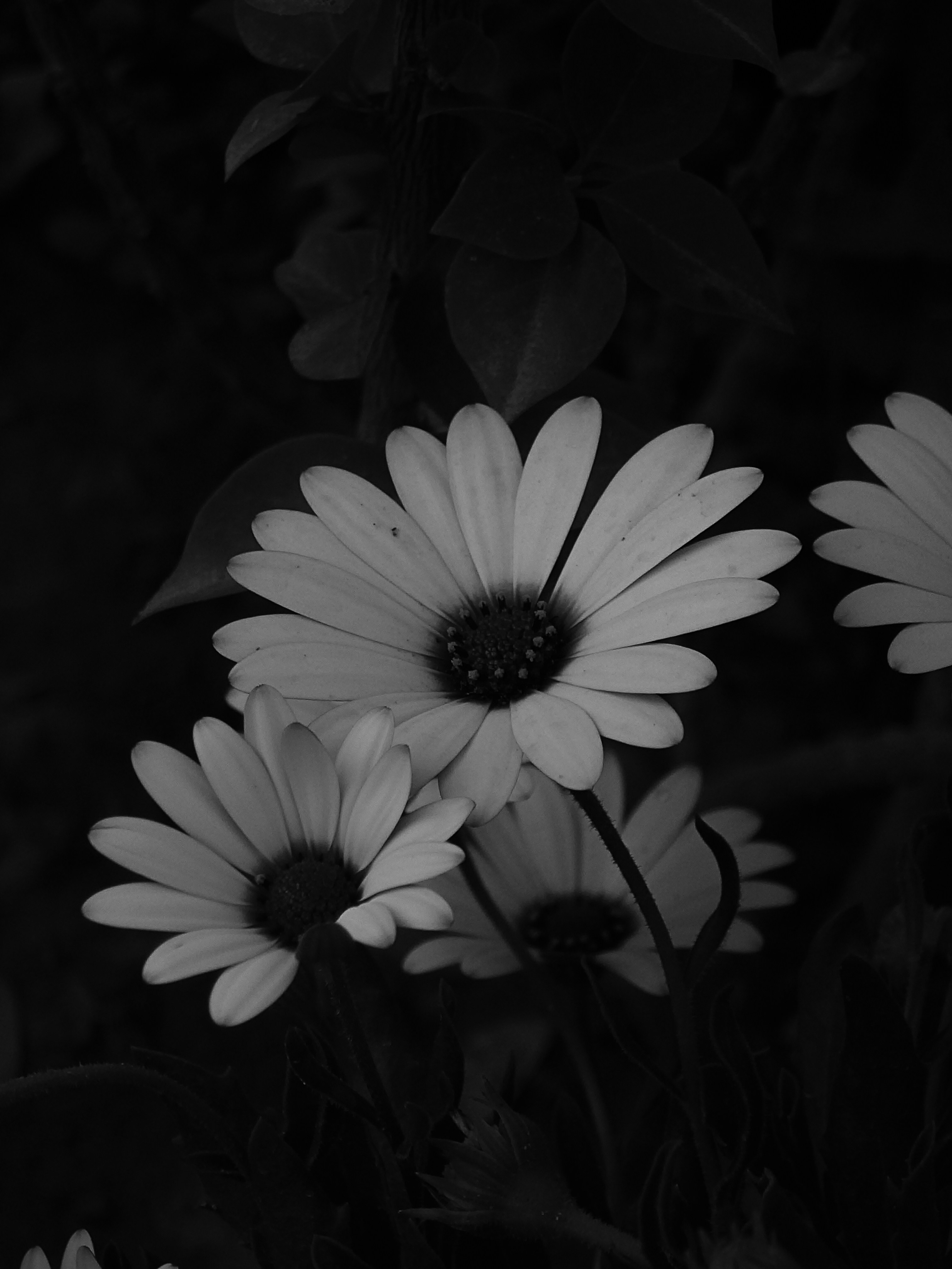Moonlit daisies in a shadowed garden