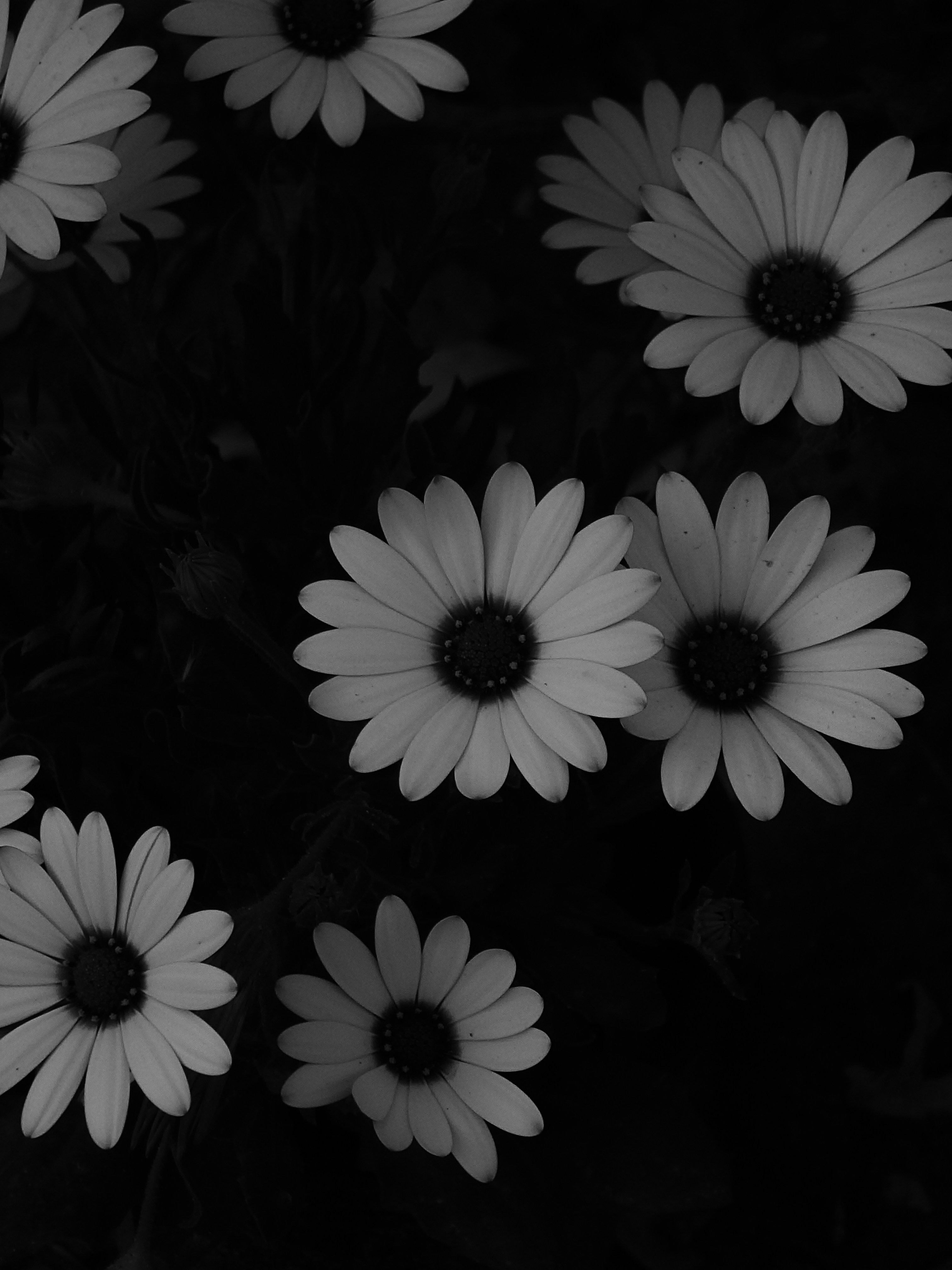 Midnight Daisies: Quiet Bloom in Shadowed Garden