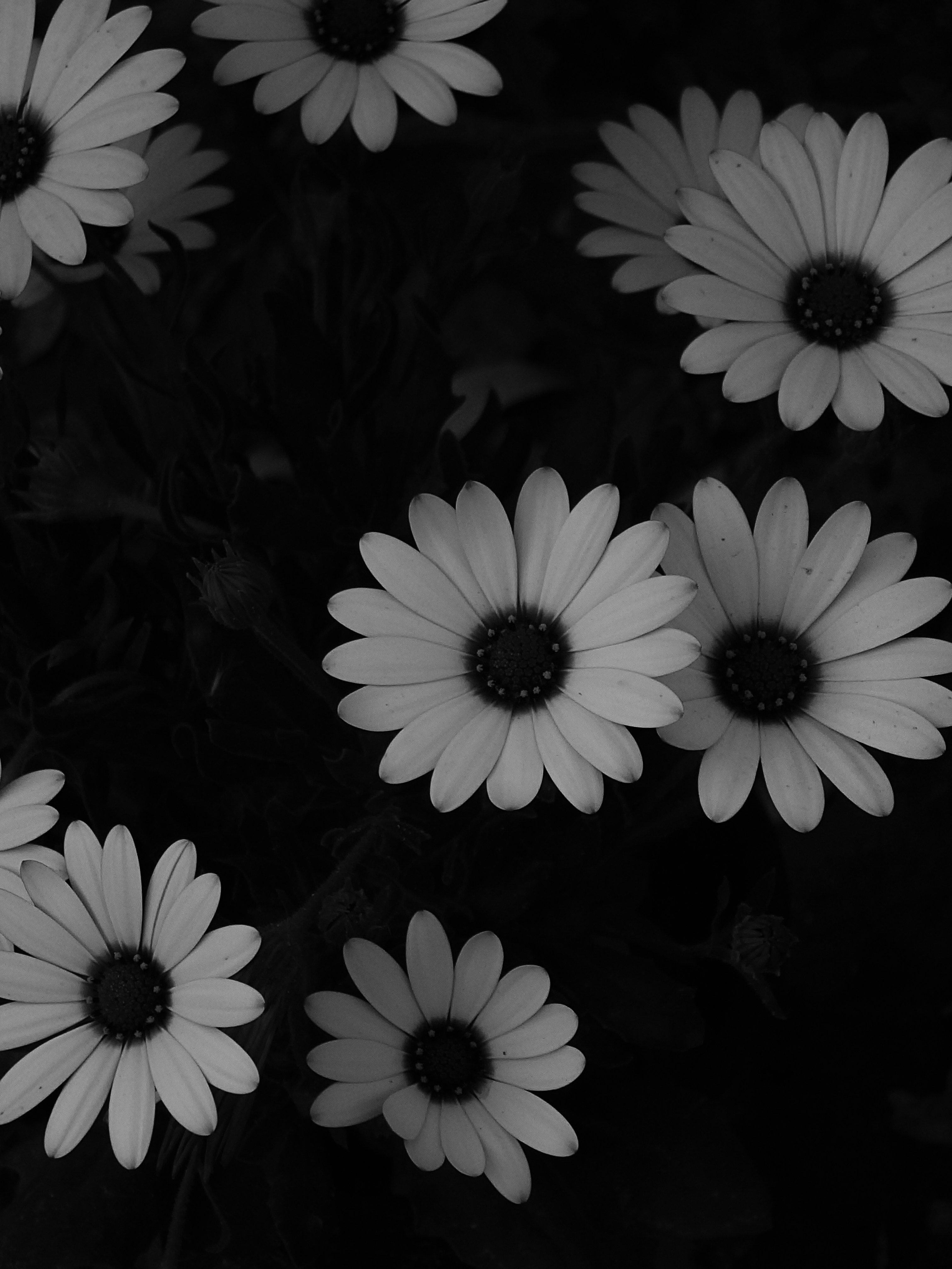 Soft Bloom in Monochrome Night Garden