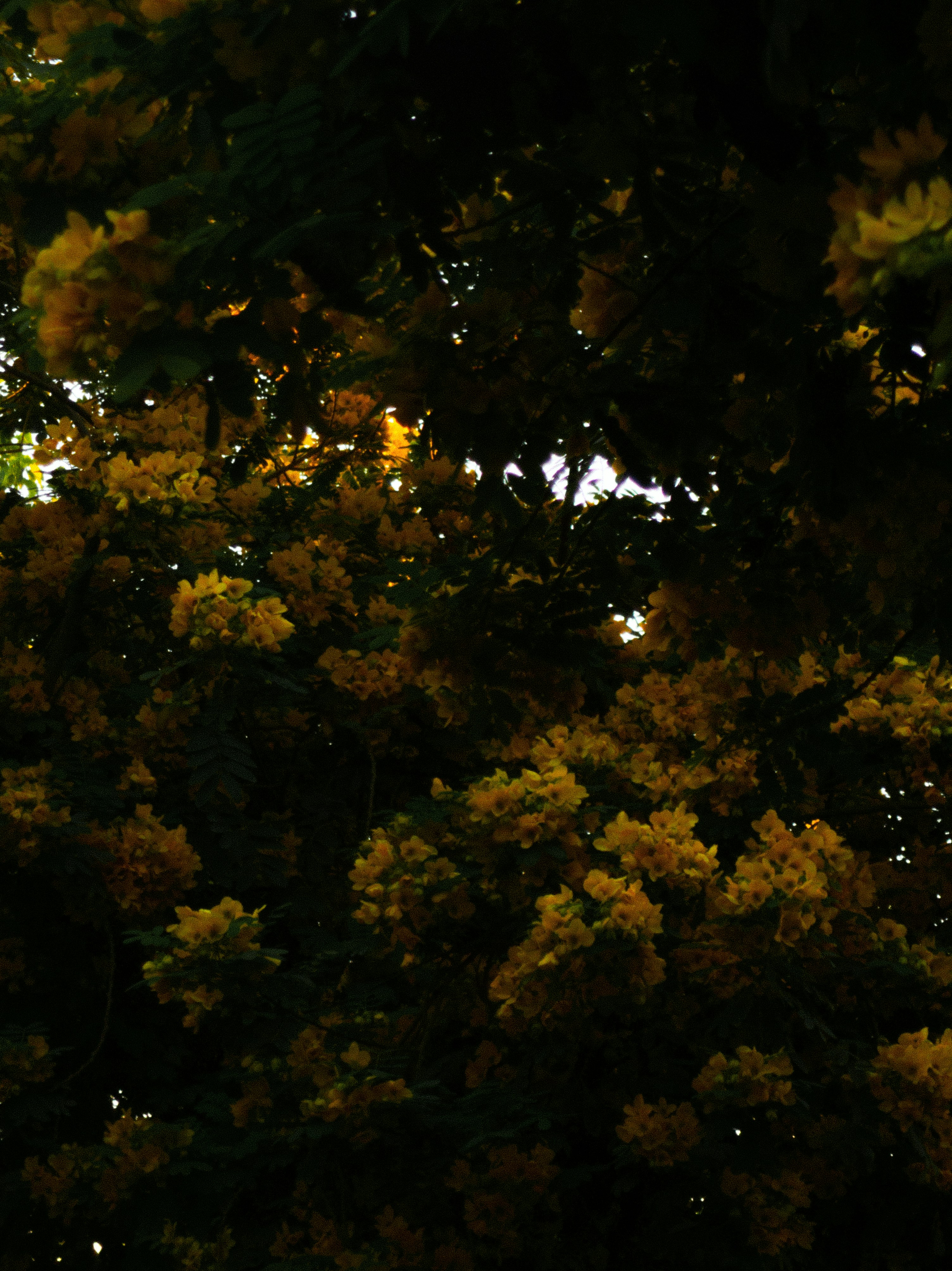 Golden Blooms in Silent Canopy