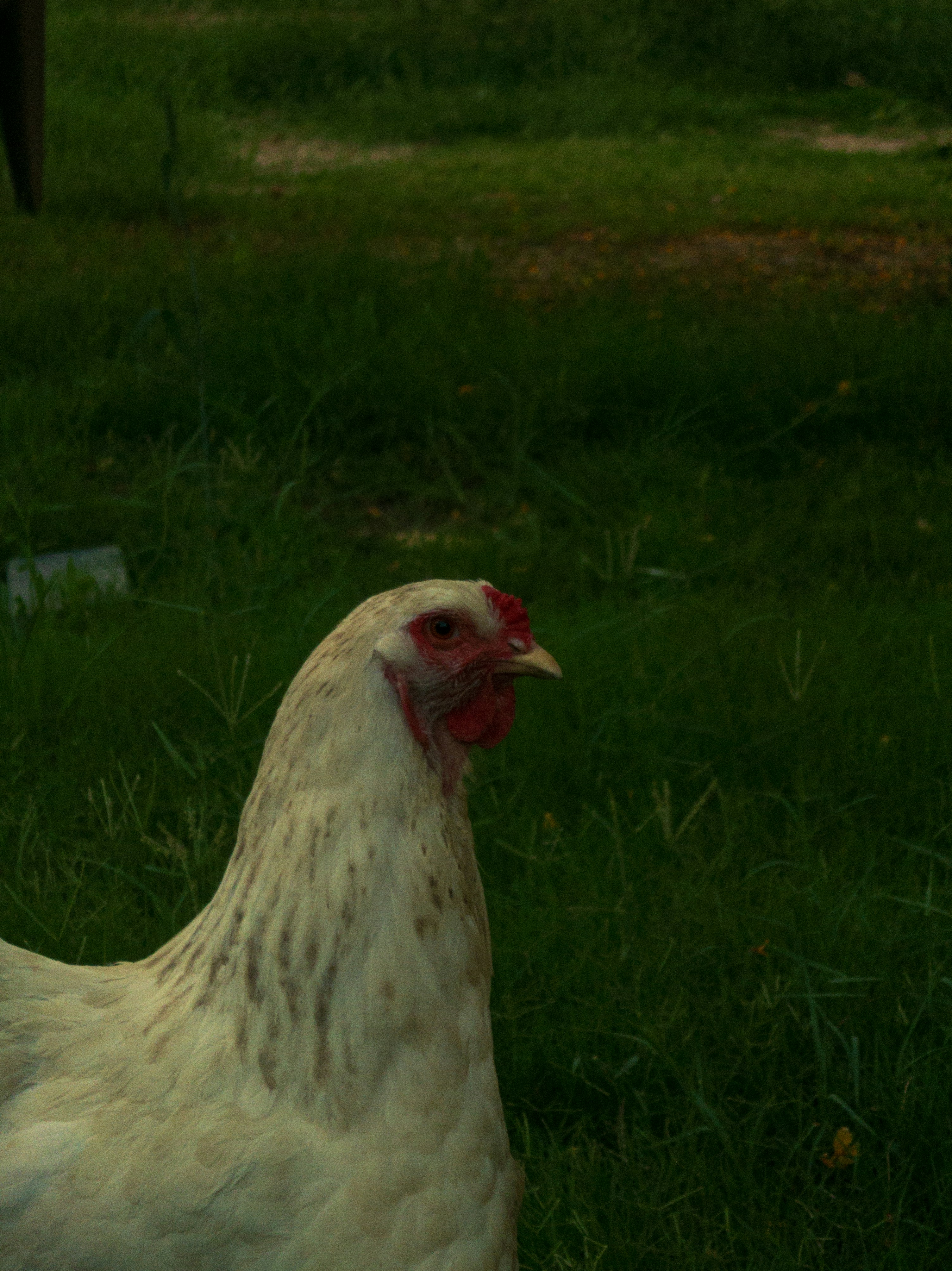 Half-turned White Hen in Evening Grass