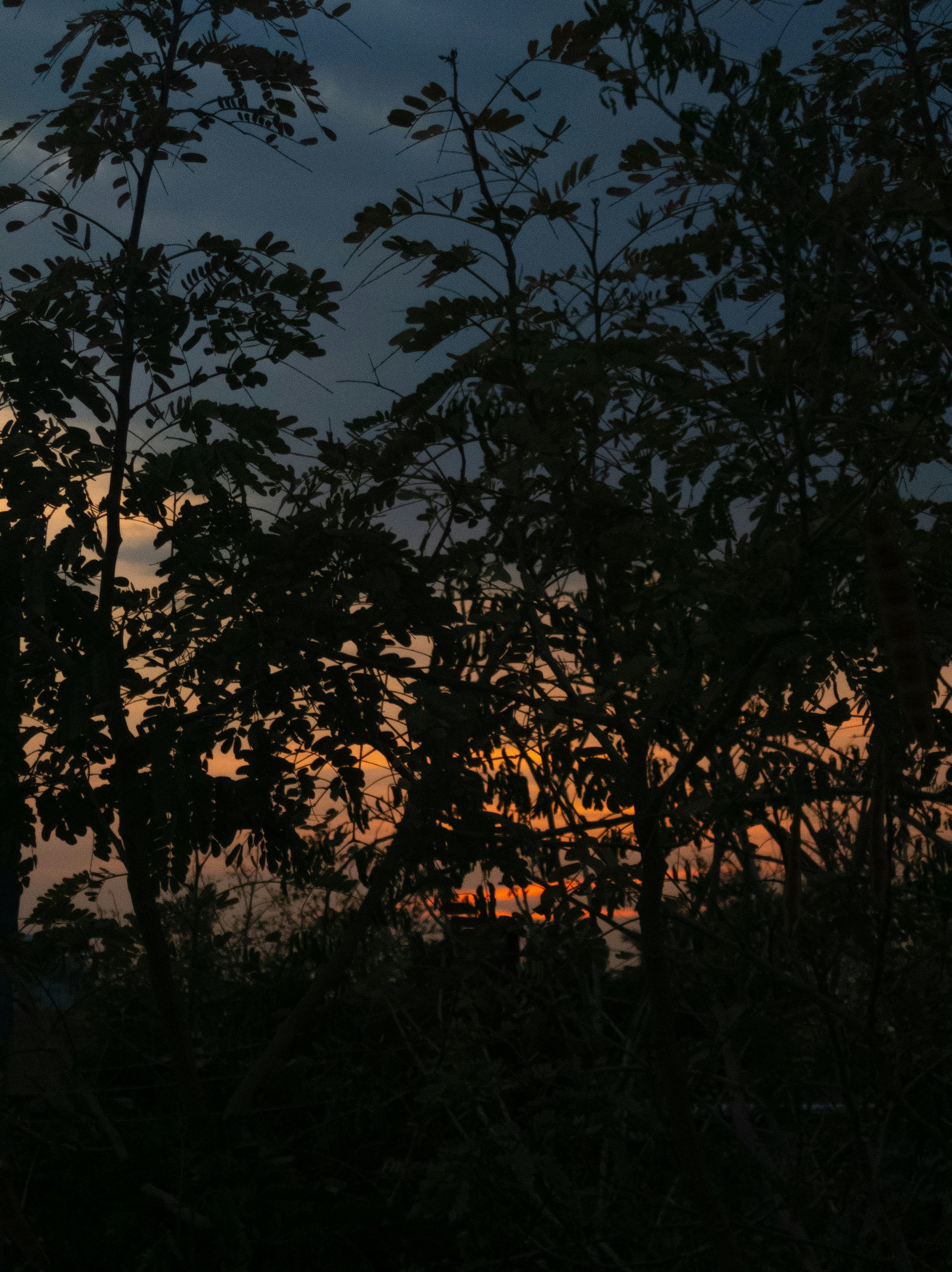 Sunset Veil Through Silent Foliage