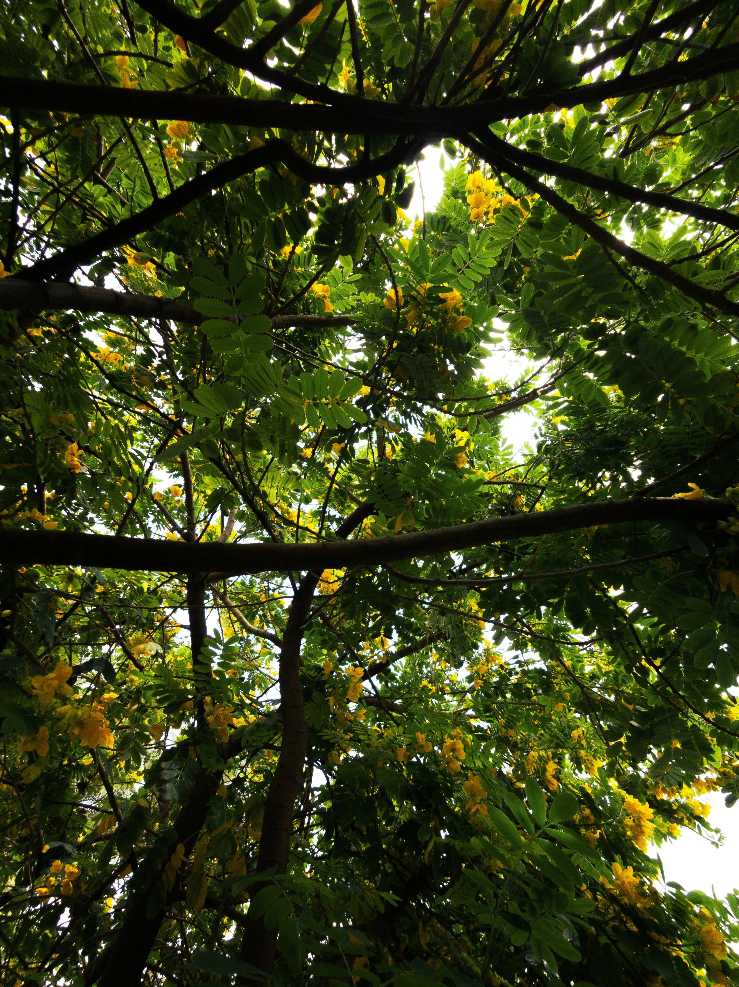 Canopy Confluence: Sunlit Fern-Like Leaves Amid Yellow Blooms