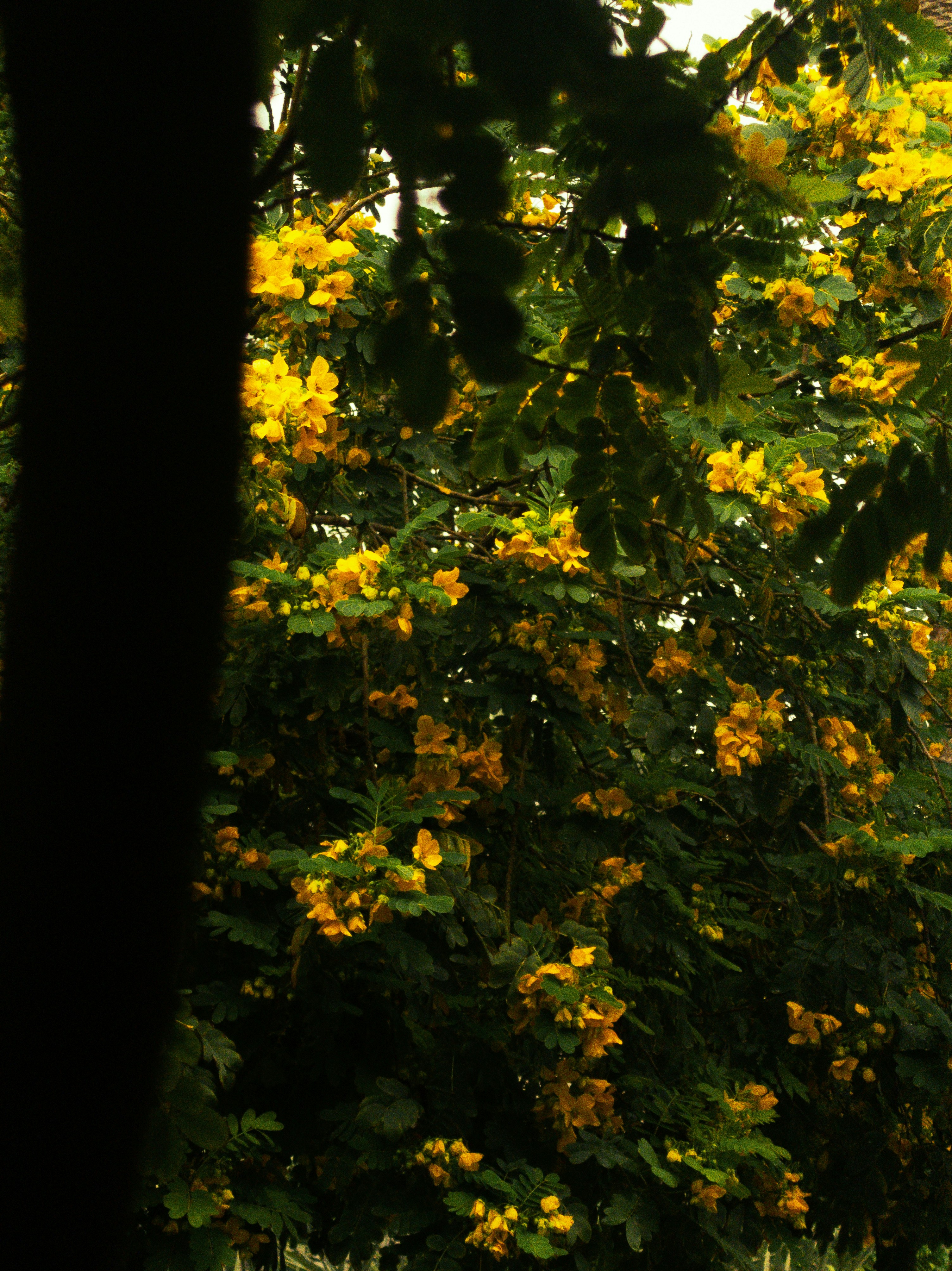 Sunlit Yellow Blooms Framing a Dark Trunk