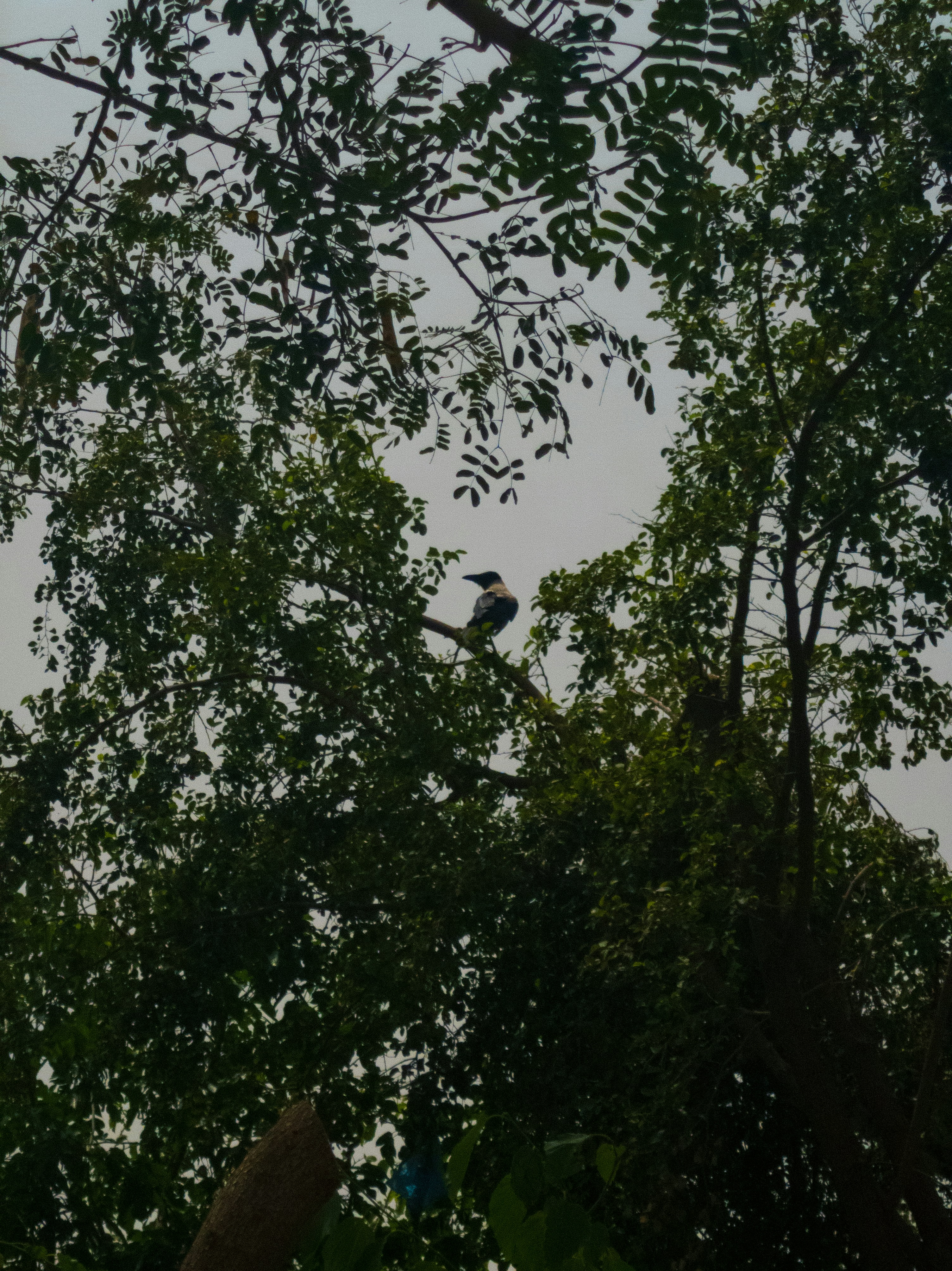 Perched Kingfisher Amid Verdant Canopy