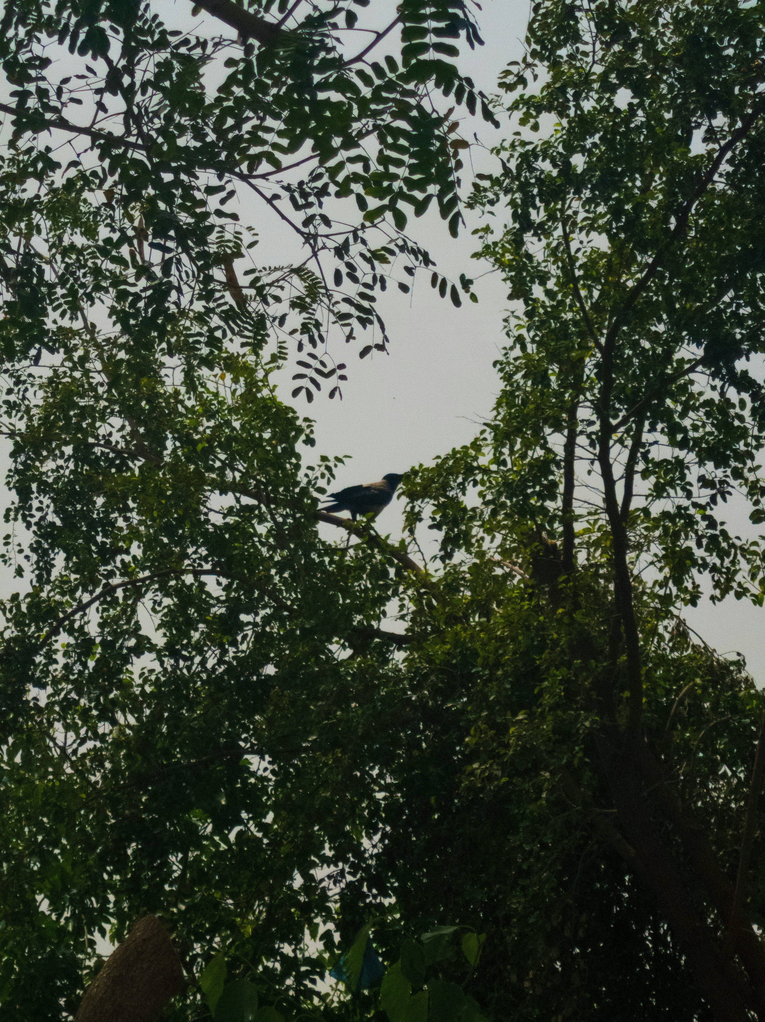Bird on a Quiet Branch: a moment of forest canopy