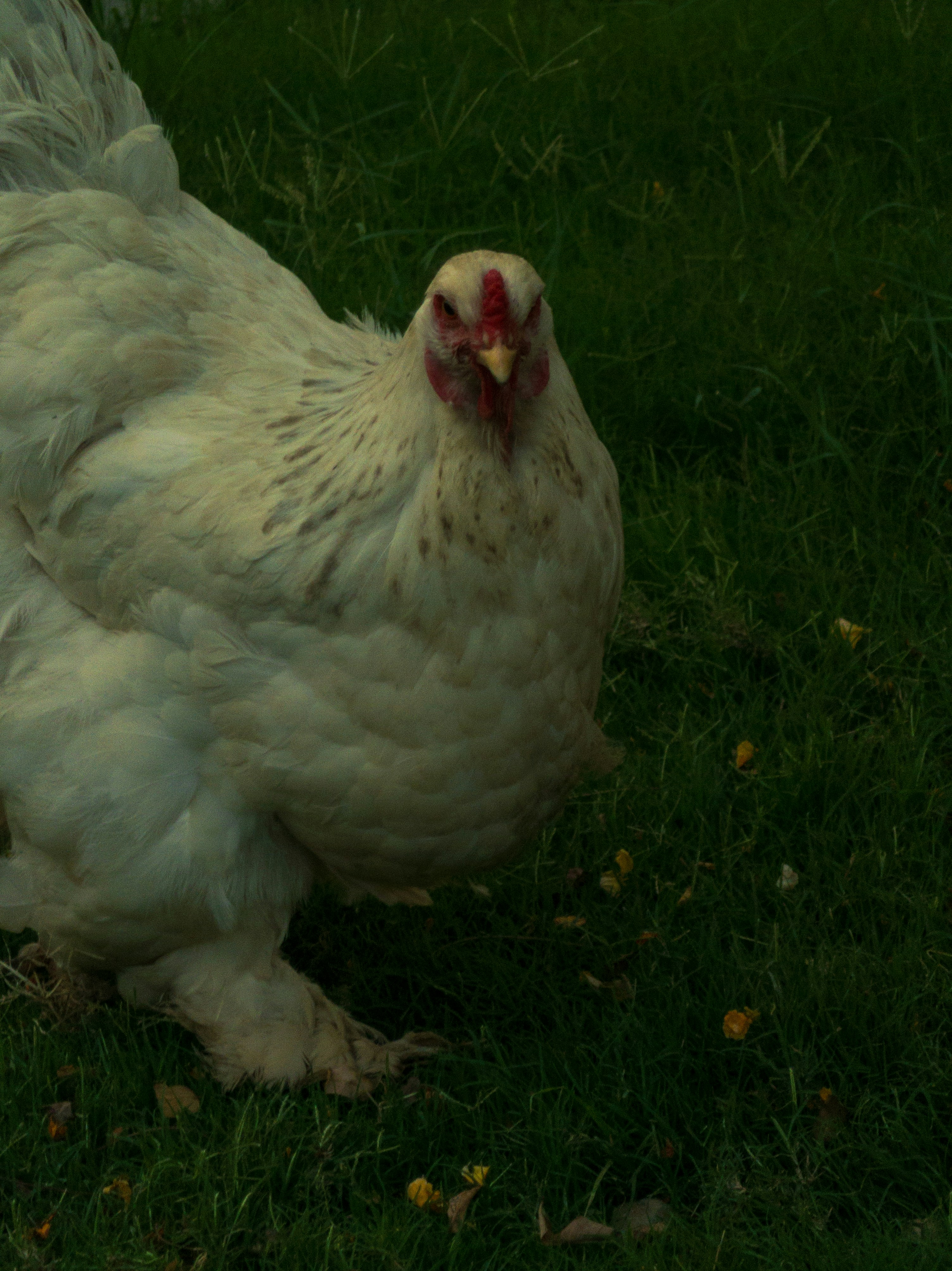 White hen in a grassy yard locked in a curious gaze