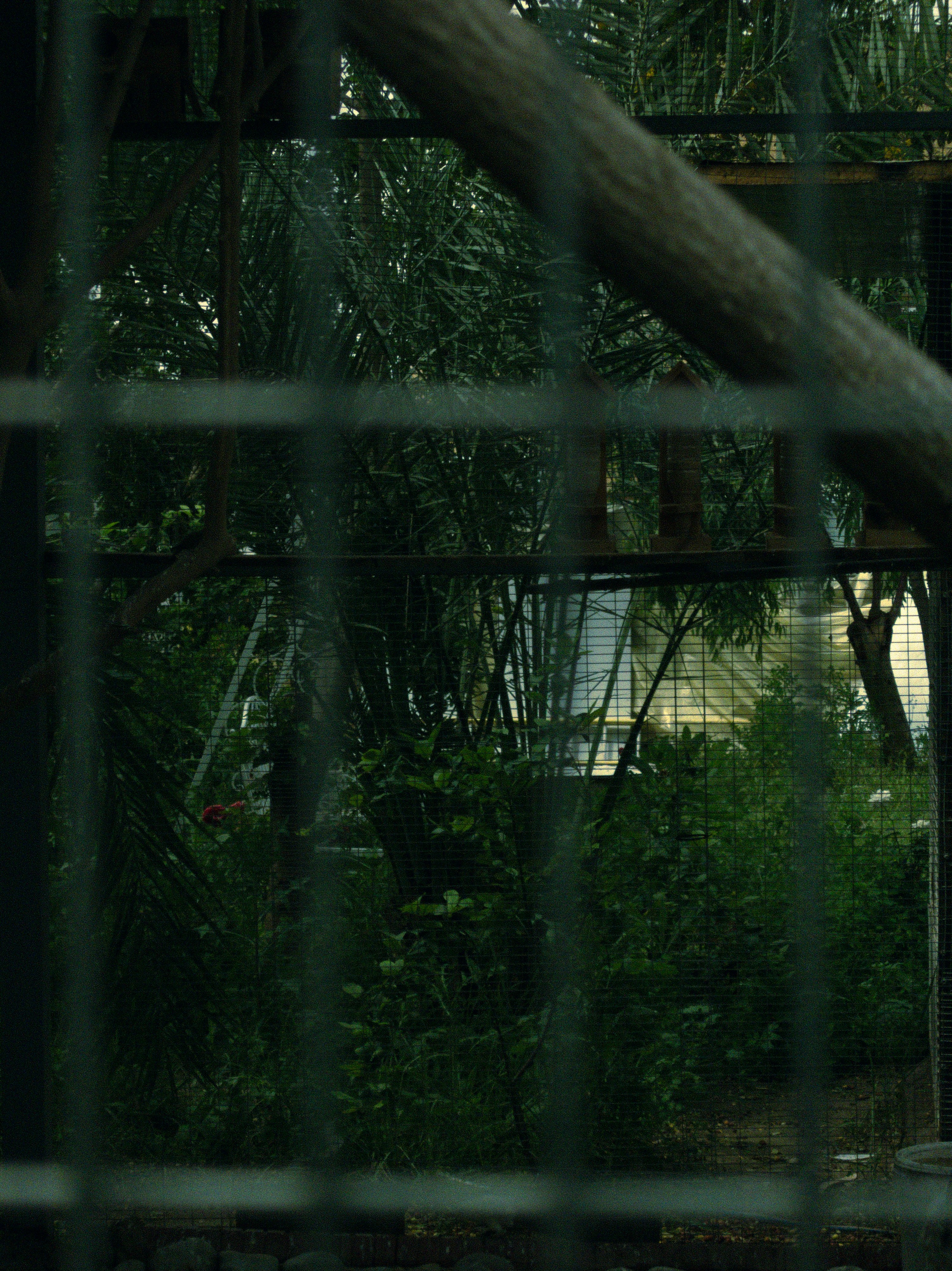 Overgrown Fence Through a Greenhouse Mesh