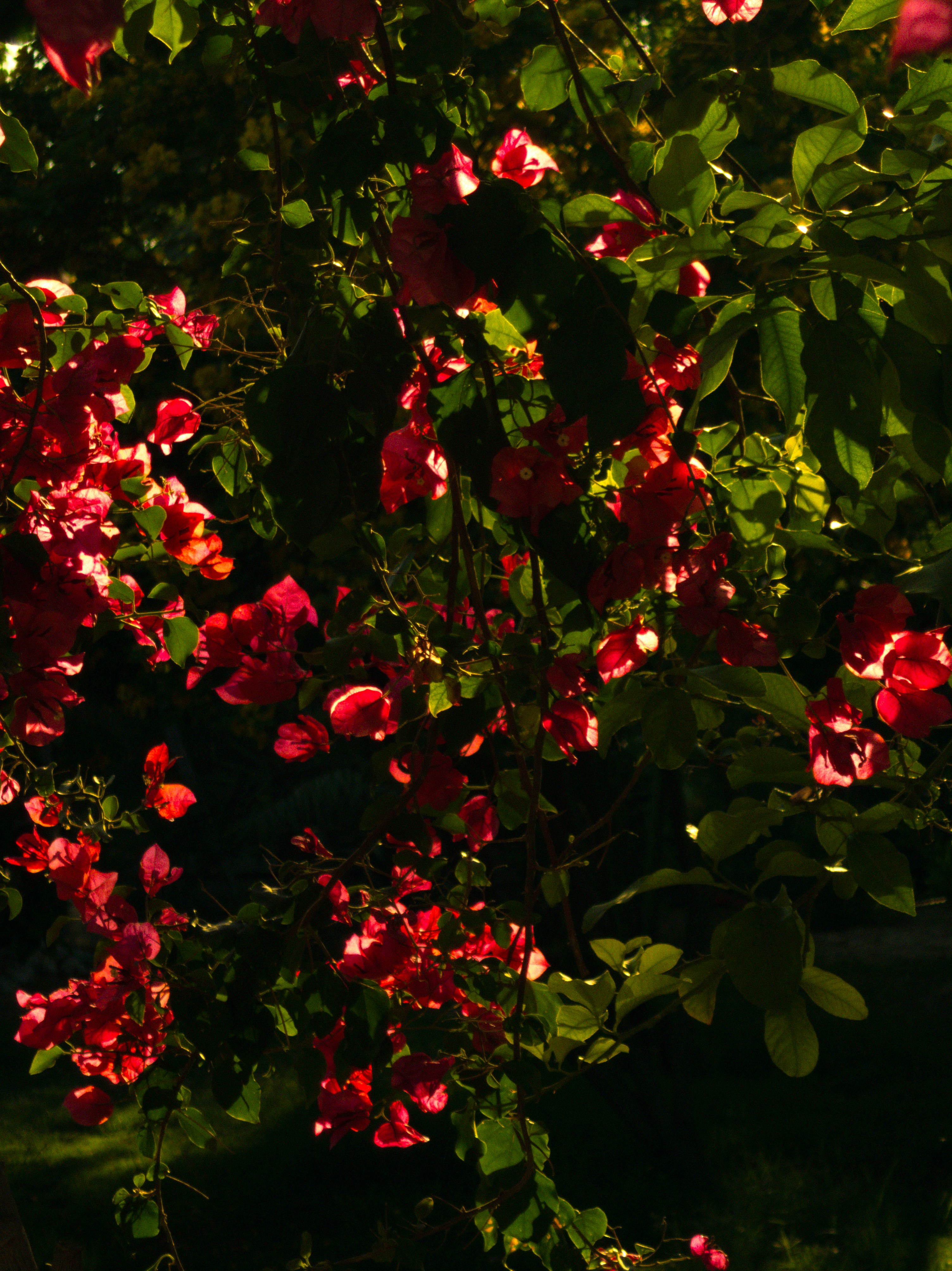 Crimson Bouquets in Dappled Sunlight