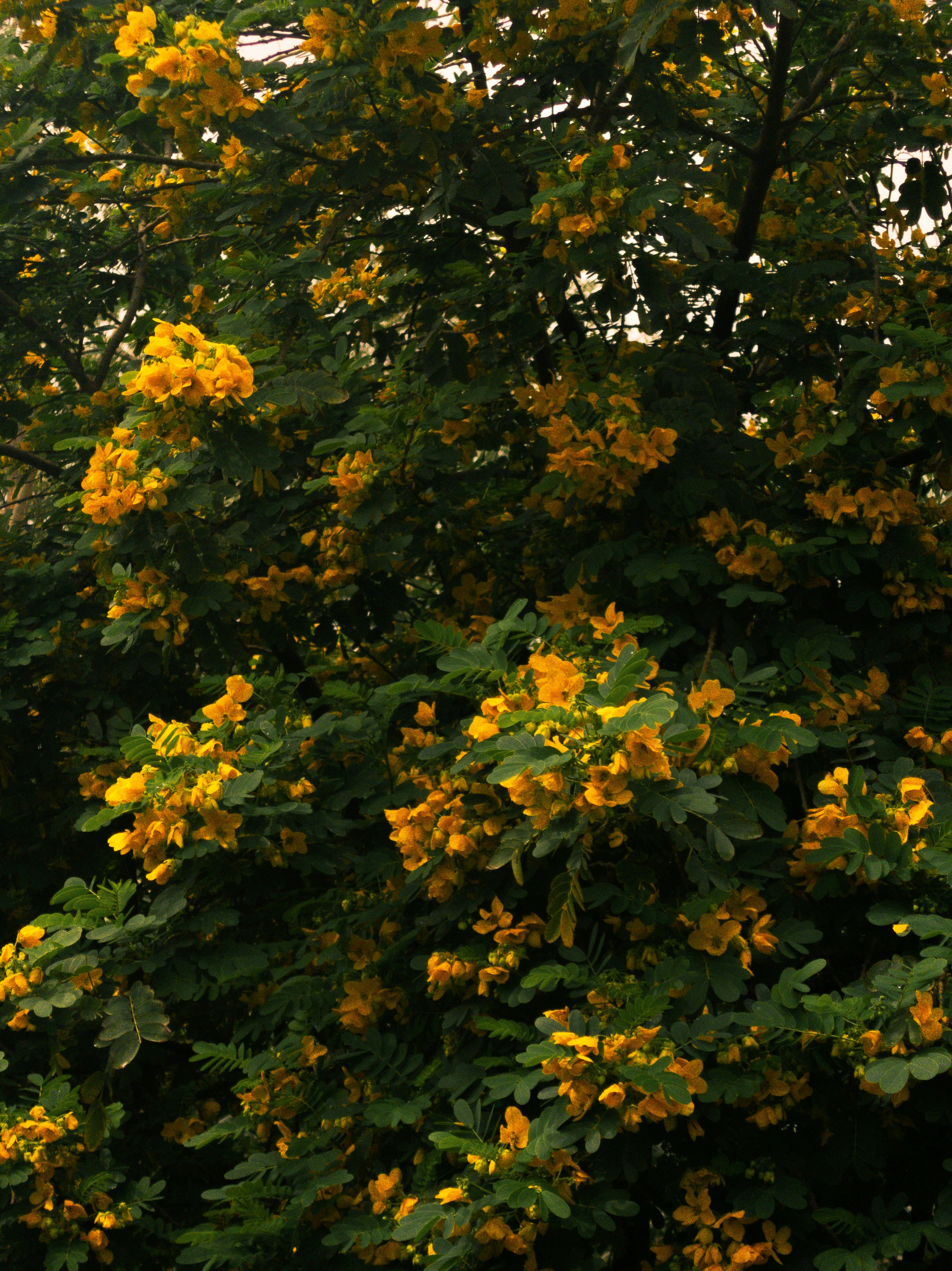 Golden Blooms Framing a Quiet Green Wall