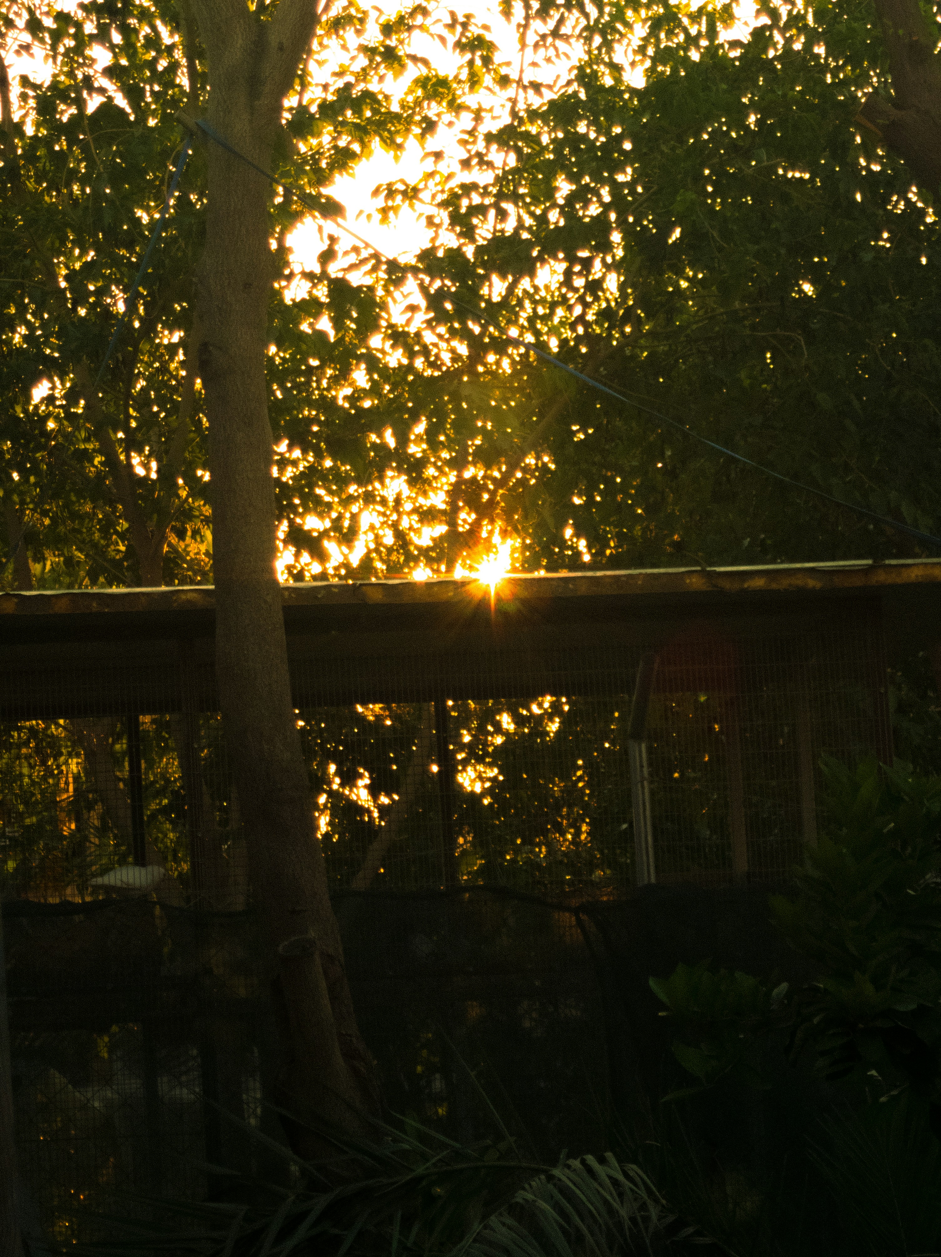 Sunlit Gap Through the Fence: Evening Rays Between Leaves