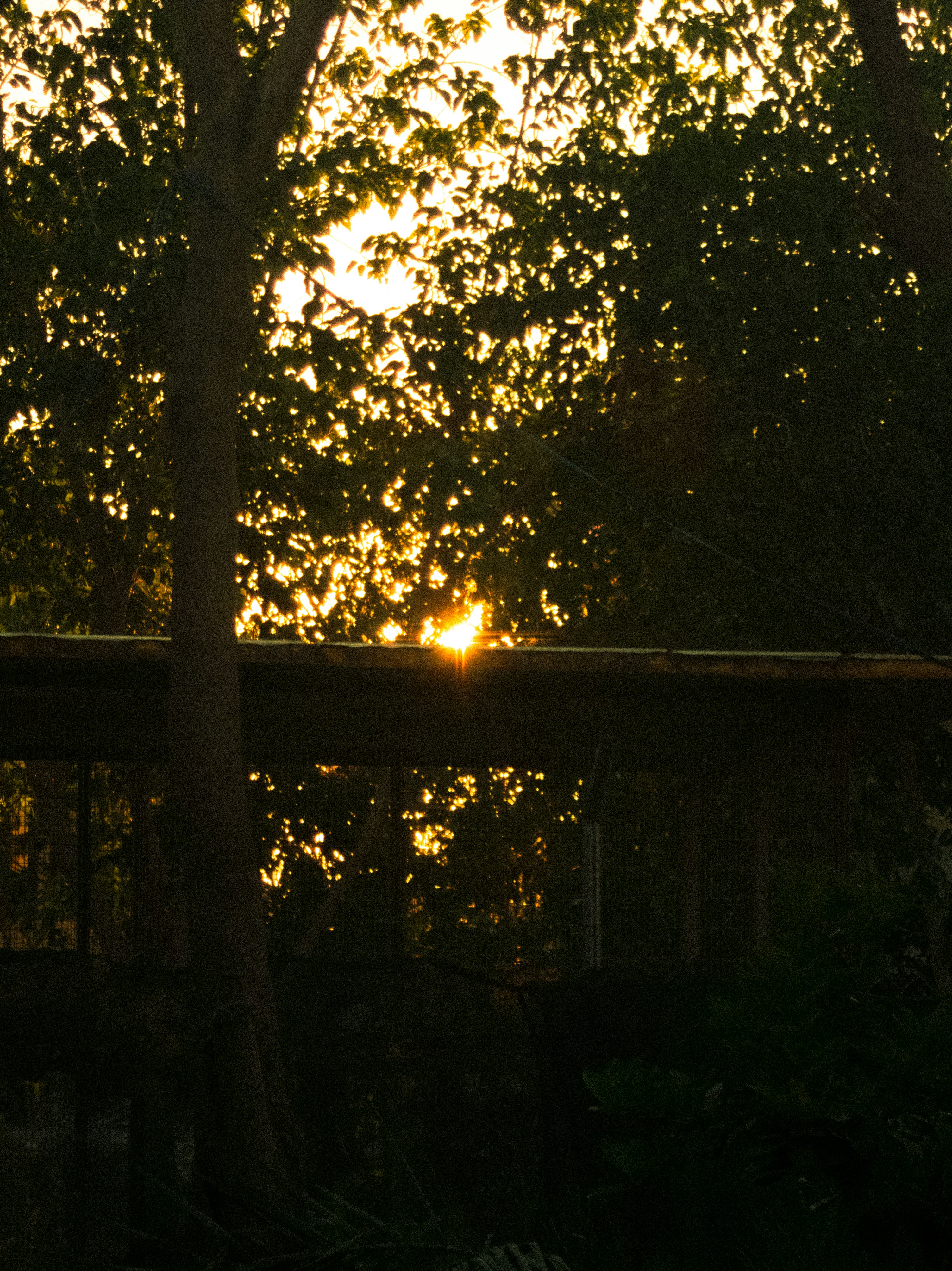 Sunlight Fracture: Evening Light Behind a Fence