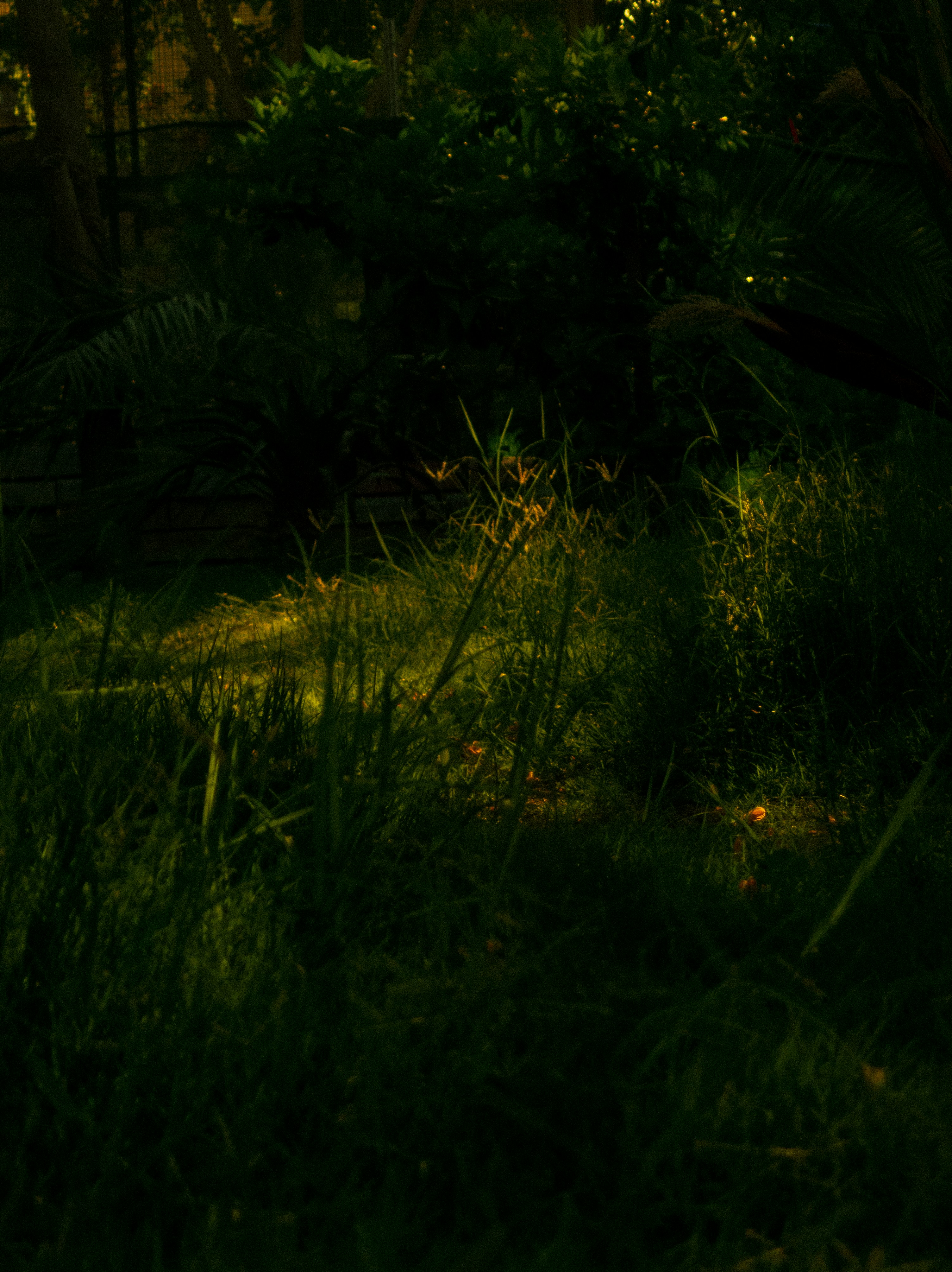 Golden Gaps of Evening Garden