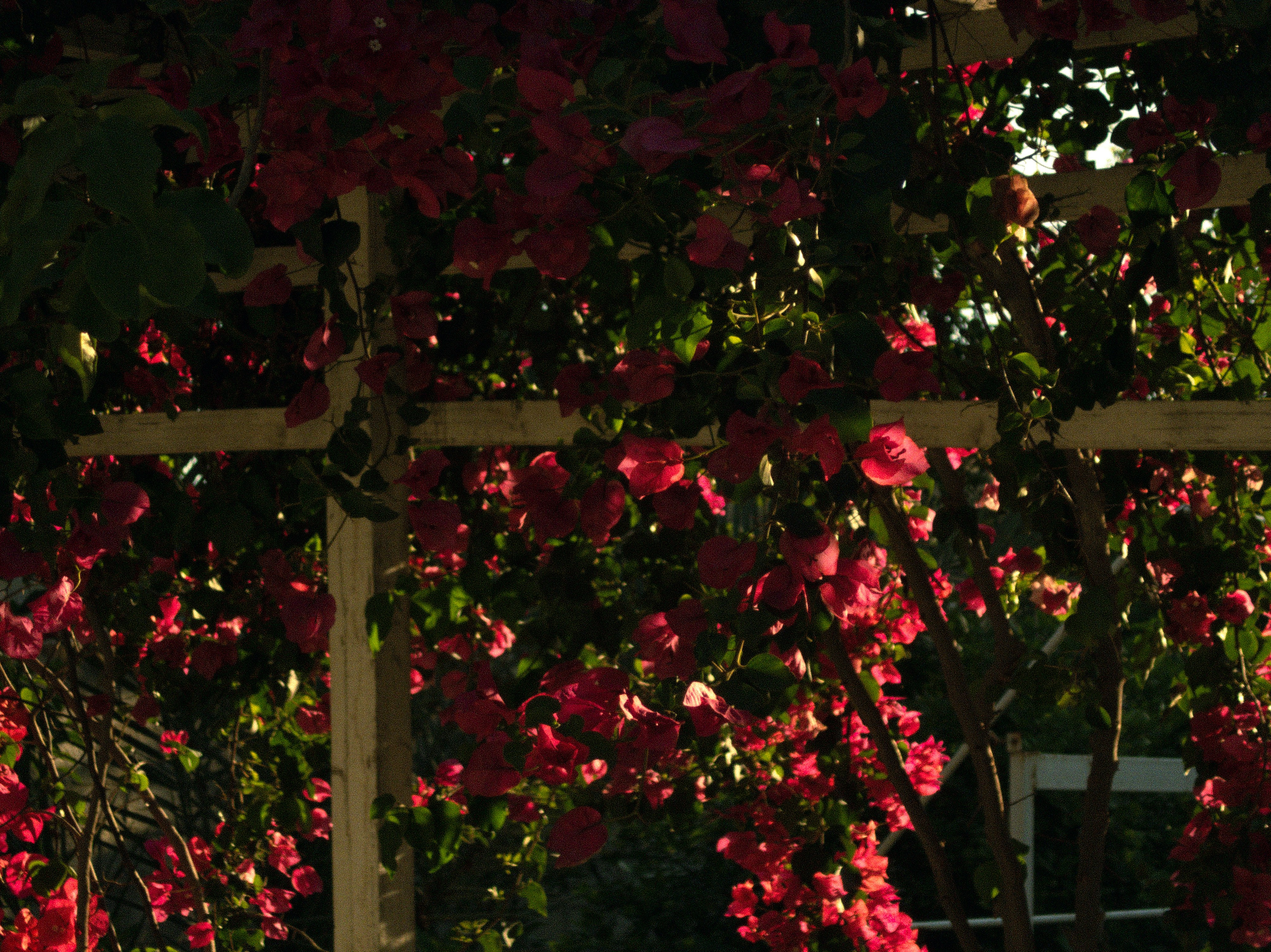 Bougainvillea Arch in Dappled Summer Light