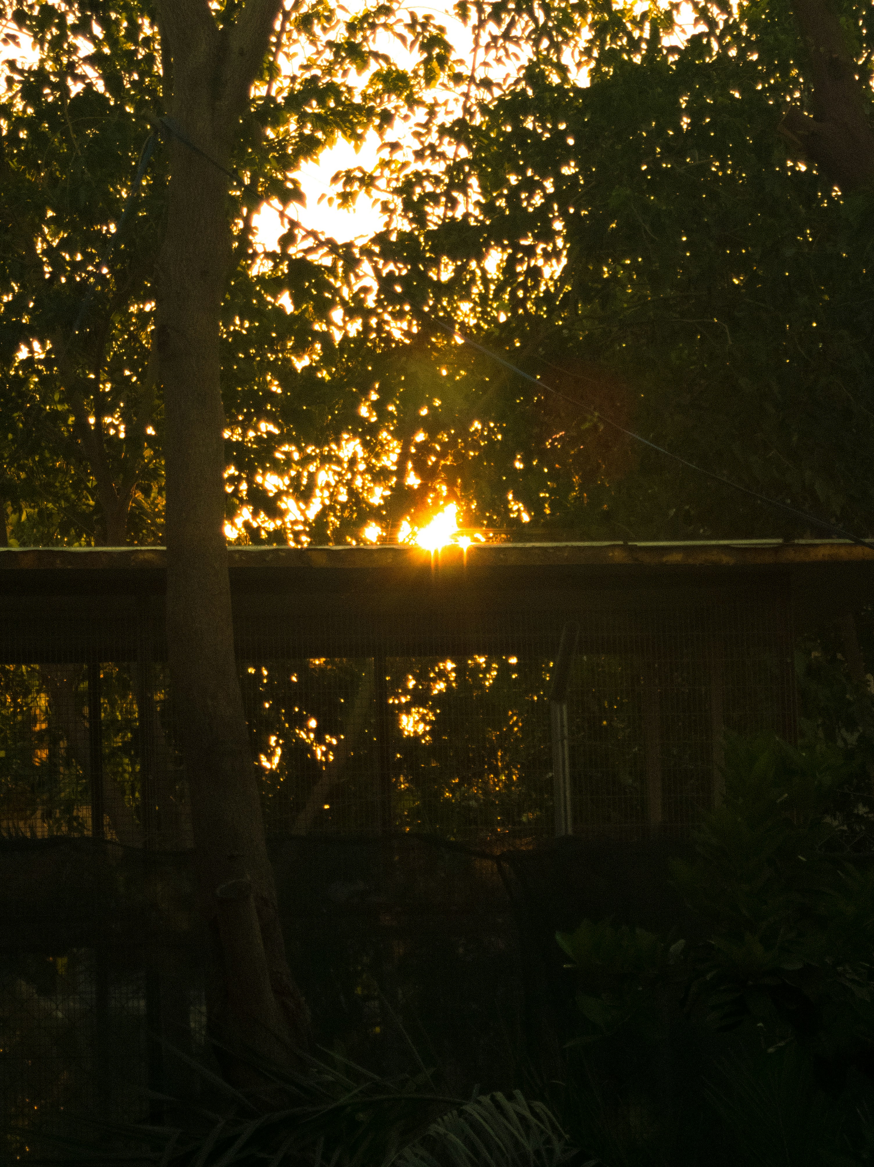 Sunlit Gap: The Quiet Edge of a Fence at Dusk