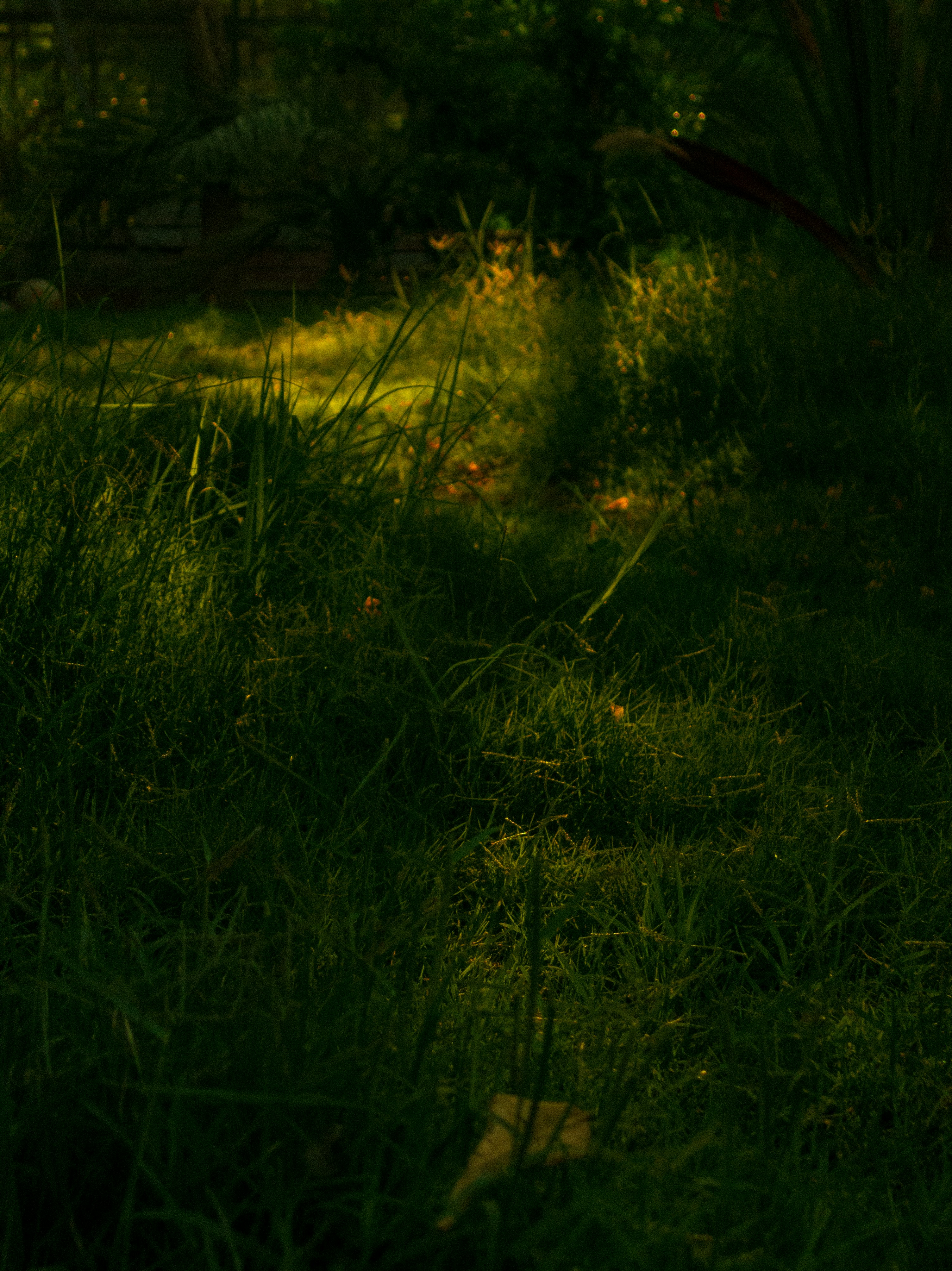 Dusk in the Overgrown Garden